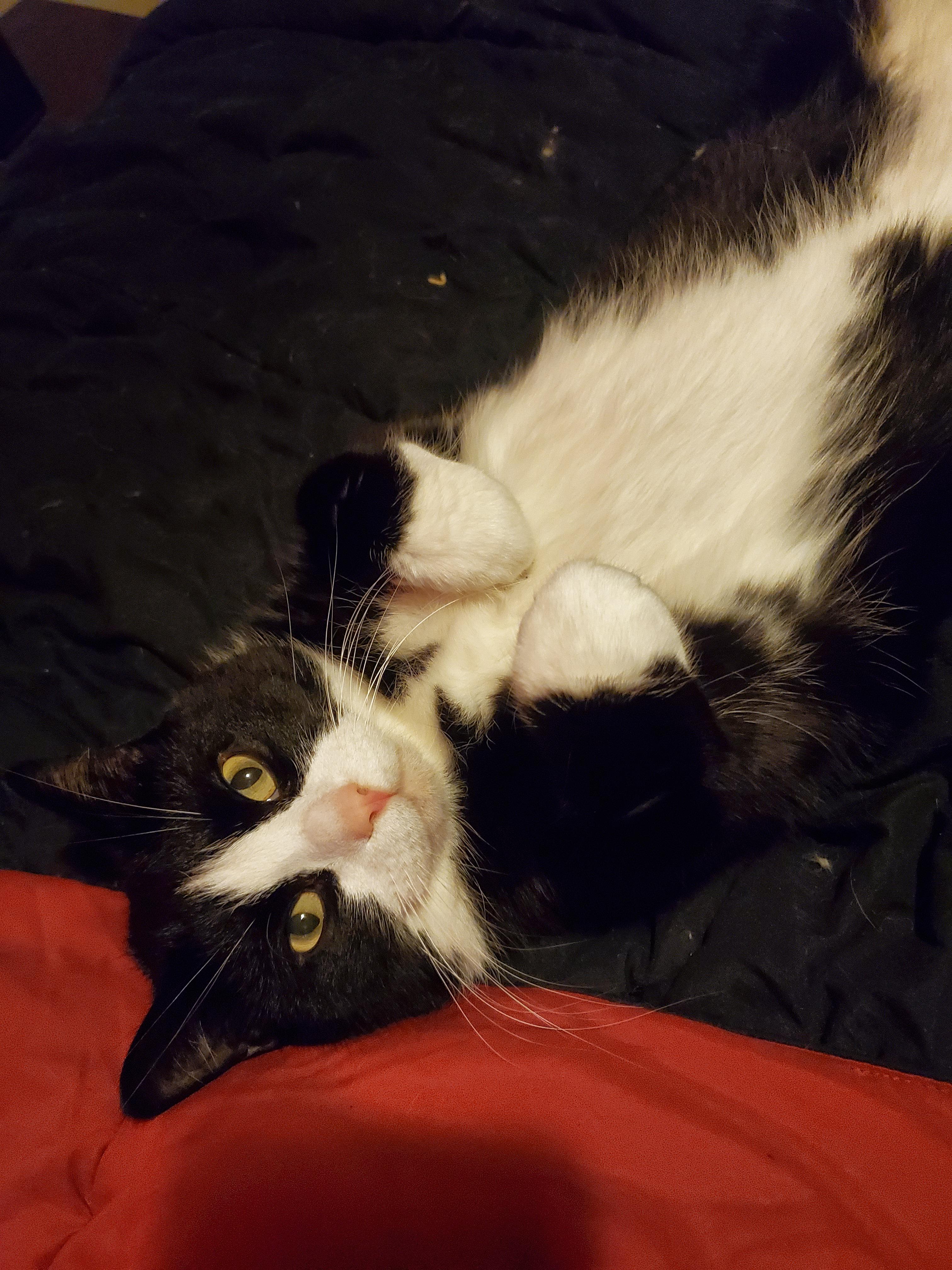 Look deep into my eyes..... and love my tum tums! | Scrolller