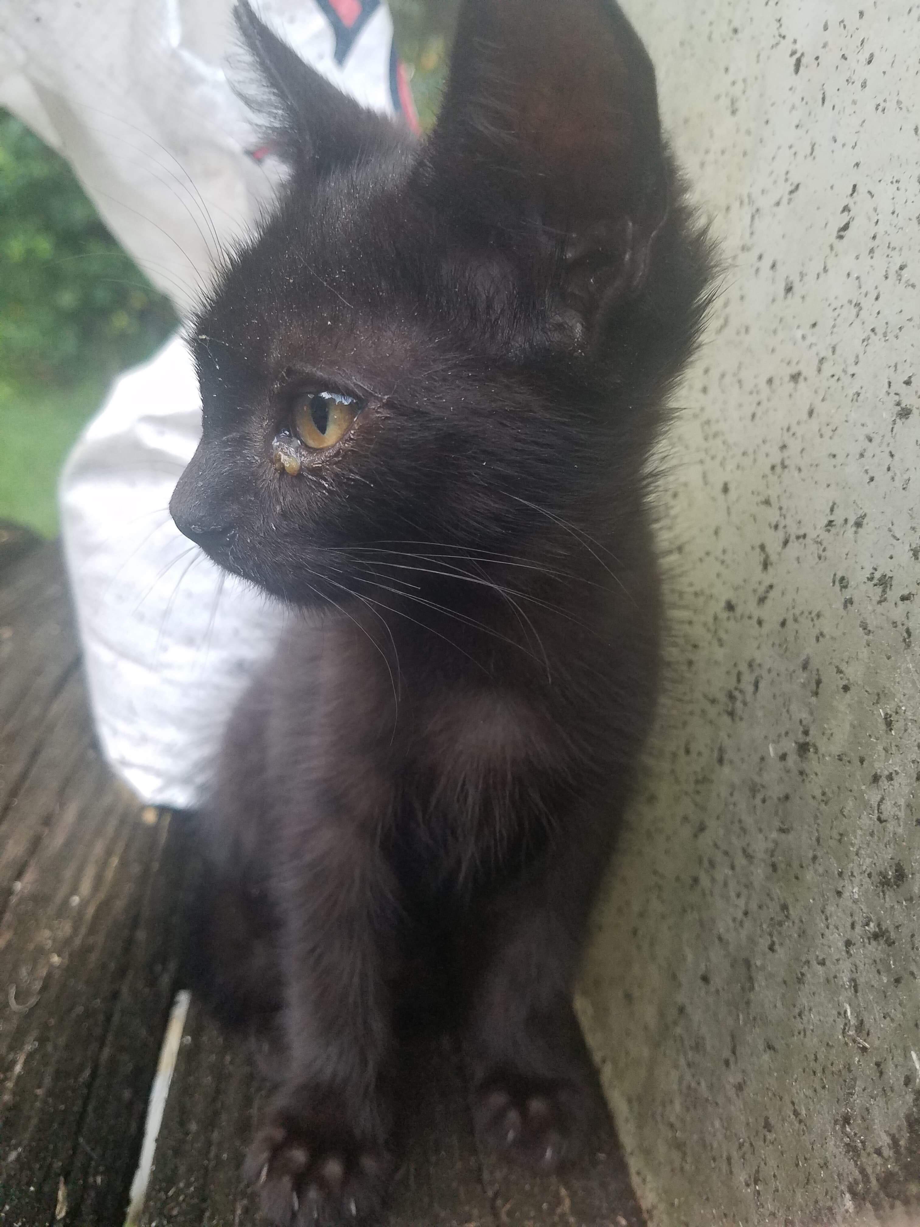 Look what just walked into my backyard! | Scrolller