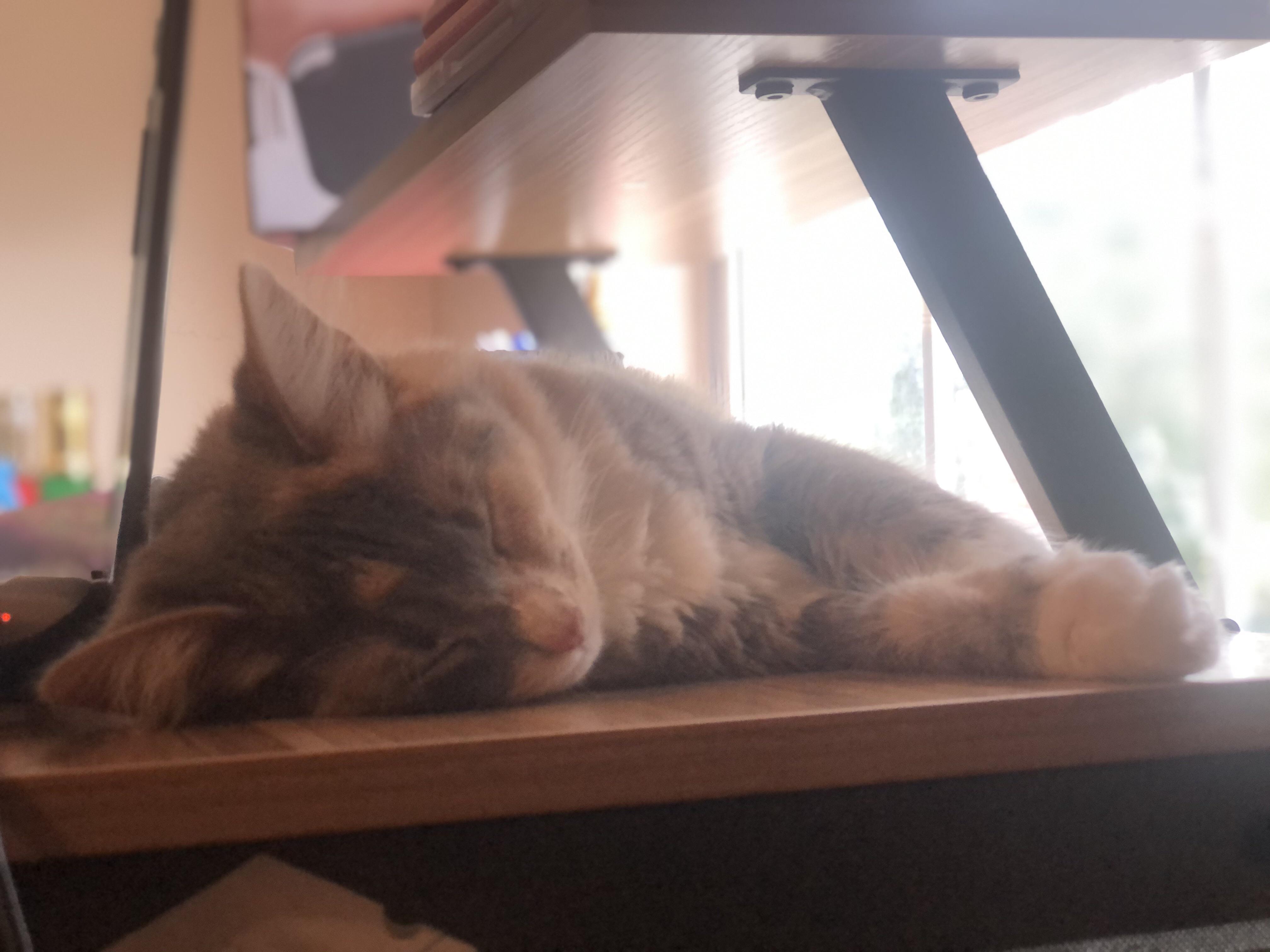 Look who’s at my desk! | Scrolller