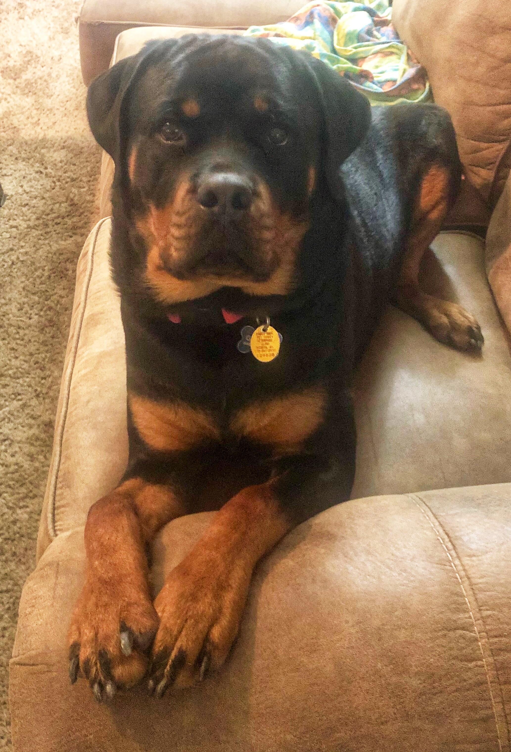 Looking regal on her couch | Scrolller