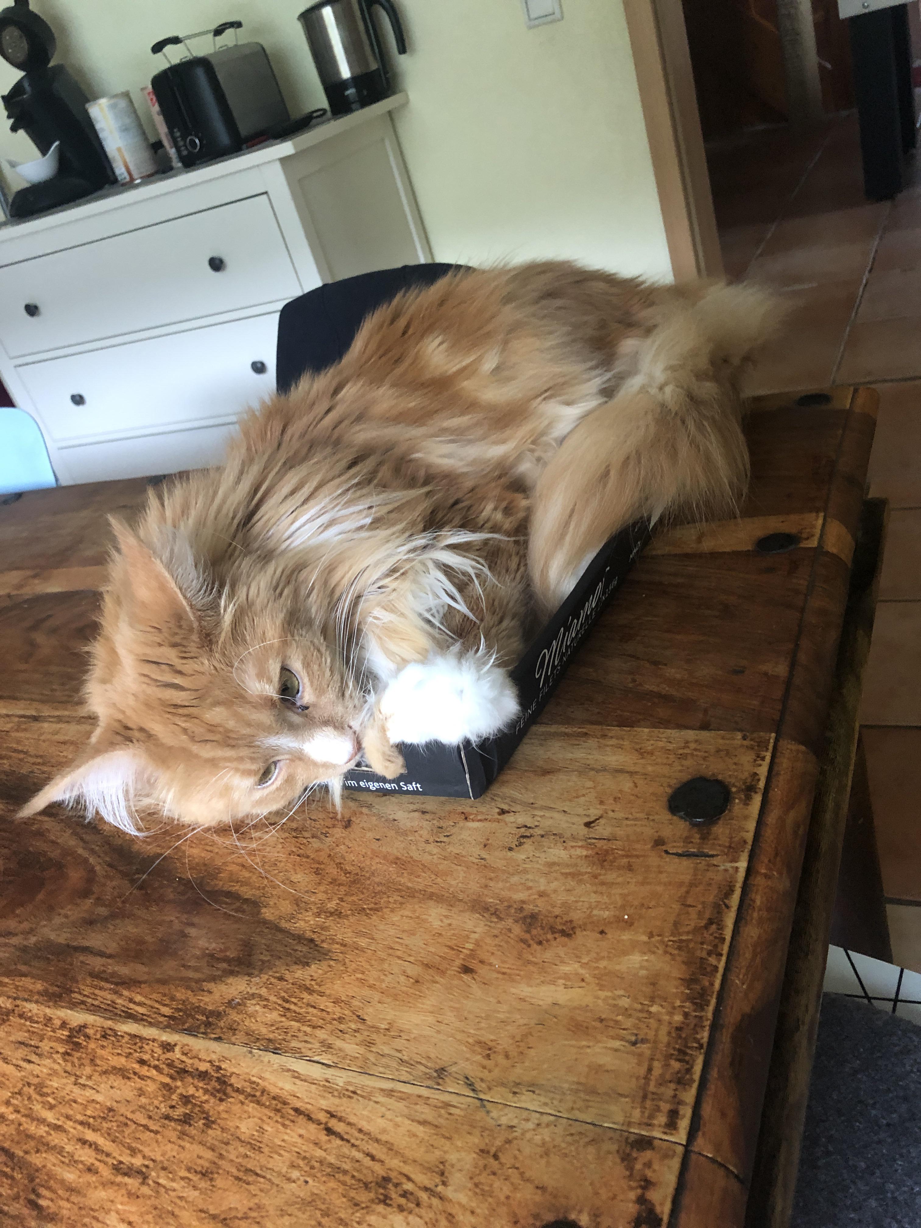 looks comfortable | Scrolller