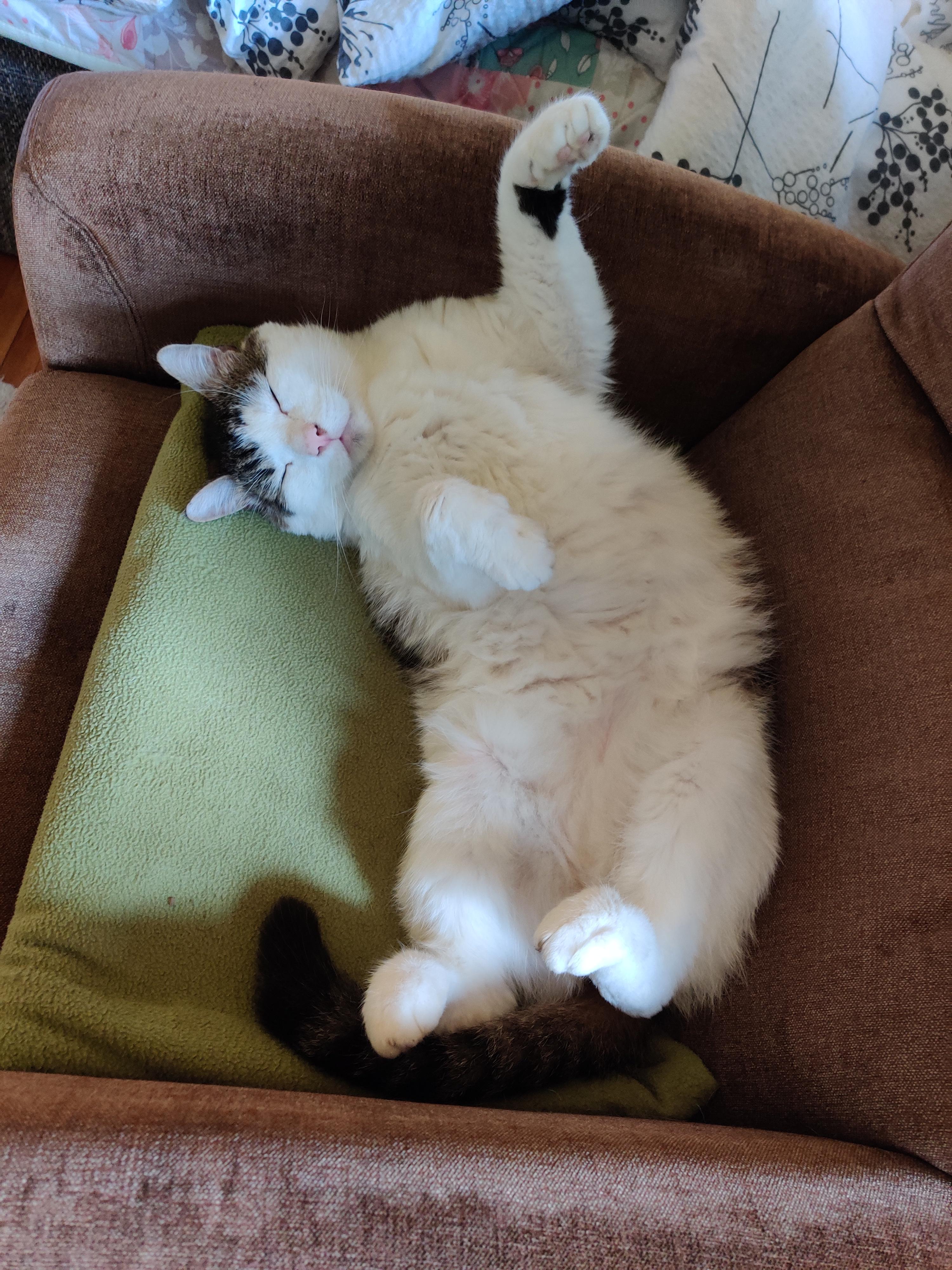 Looks comfy | Scrolller