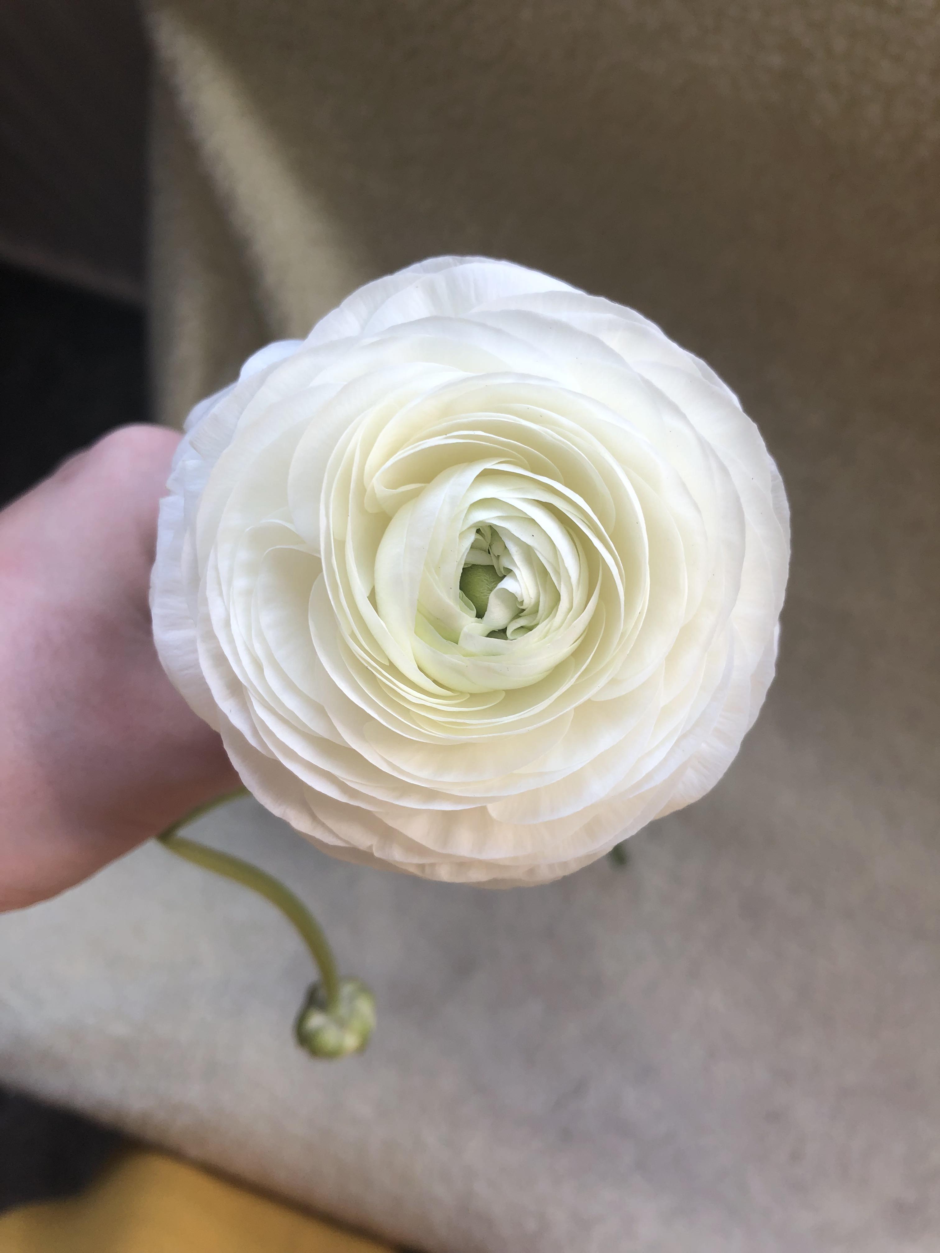 Looks so delicate | Scrolller