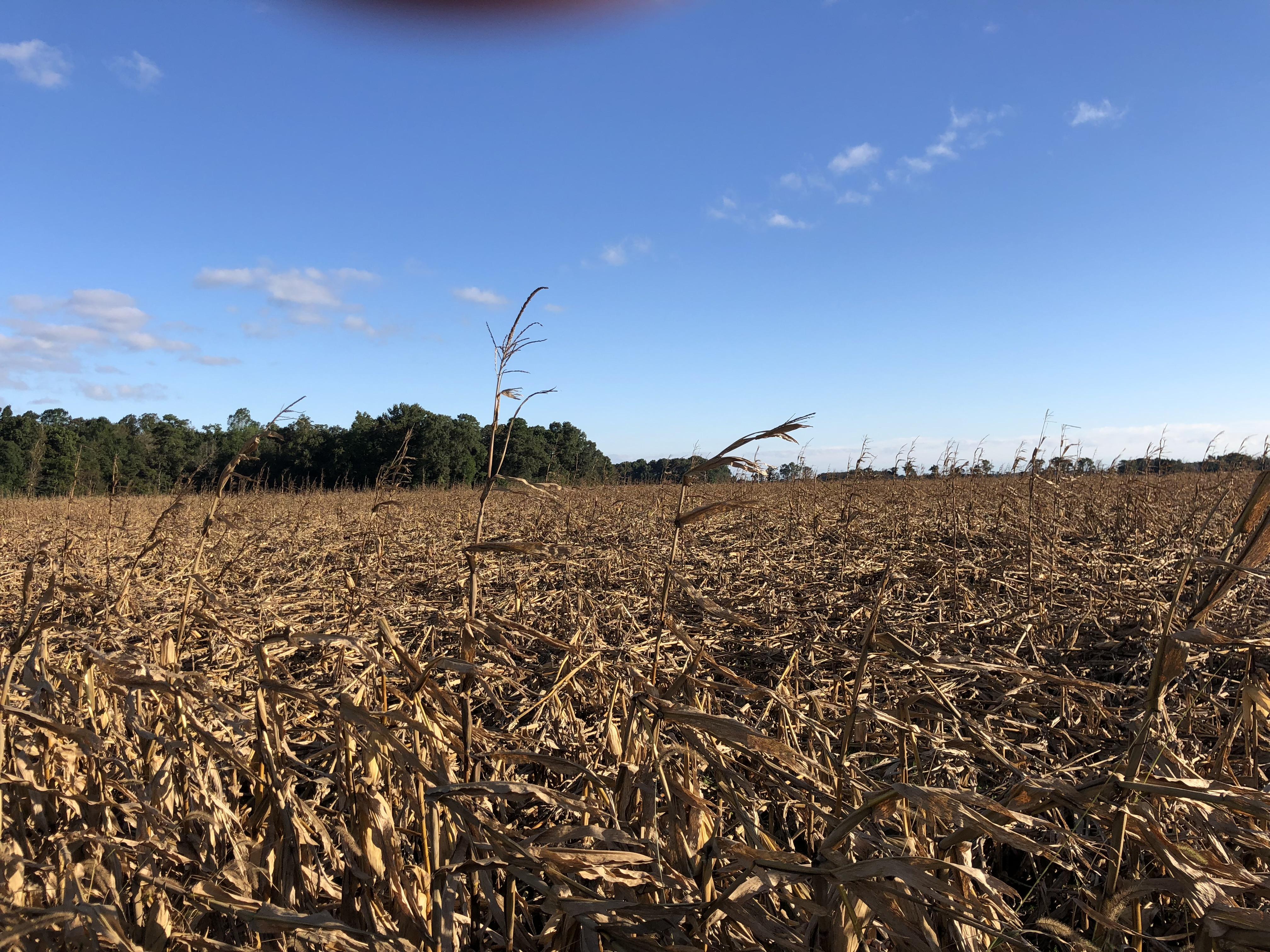 Lost 50 acres of corn last night to a nasty storm with high winds | Scrolller