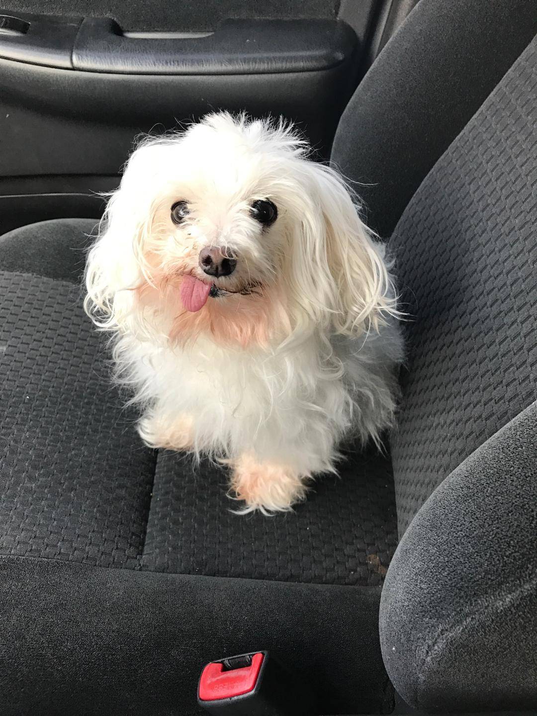 Lost dog | Scrolller