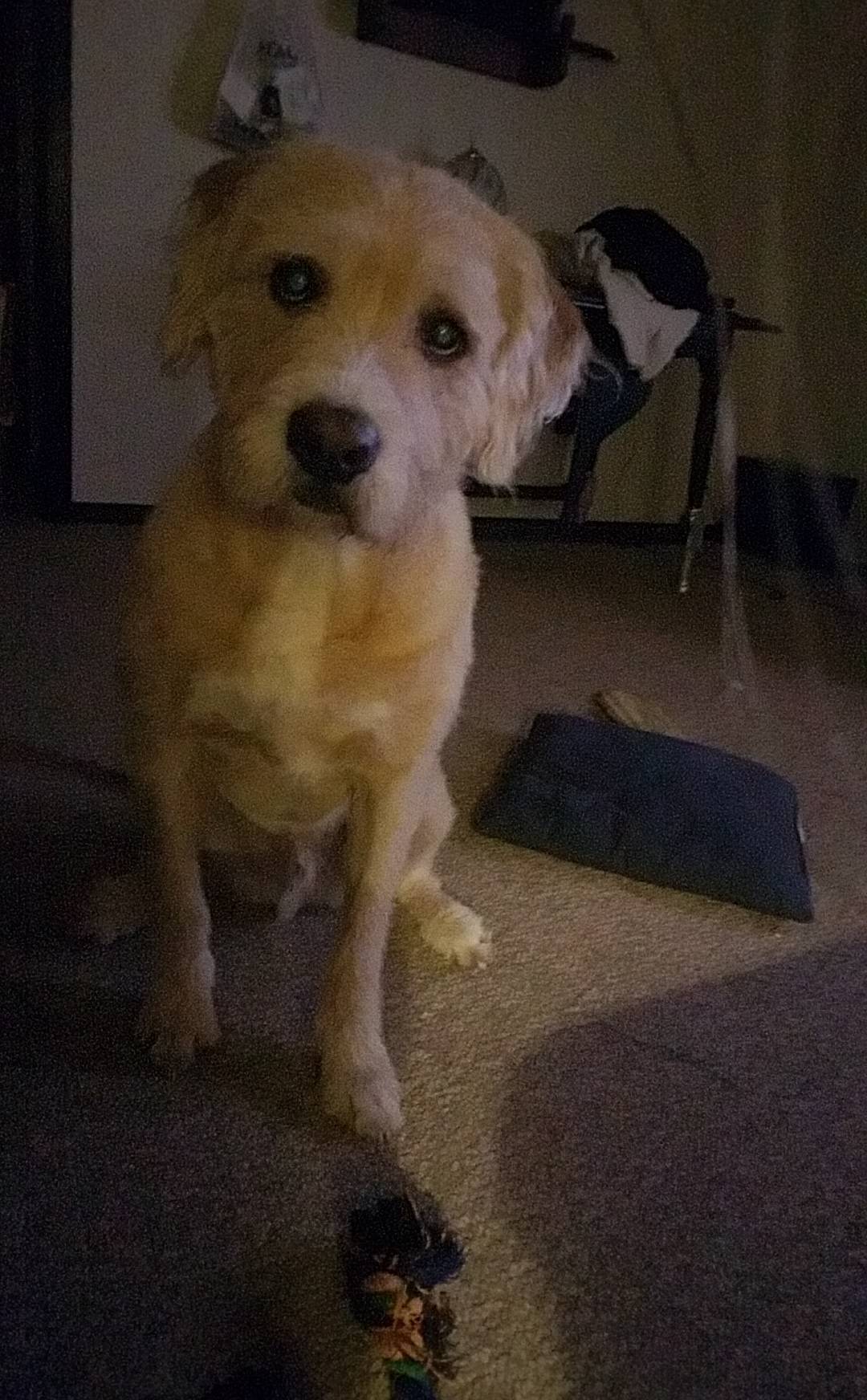 Lost Dog Apollo near Bellevue St | Scrolller