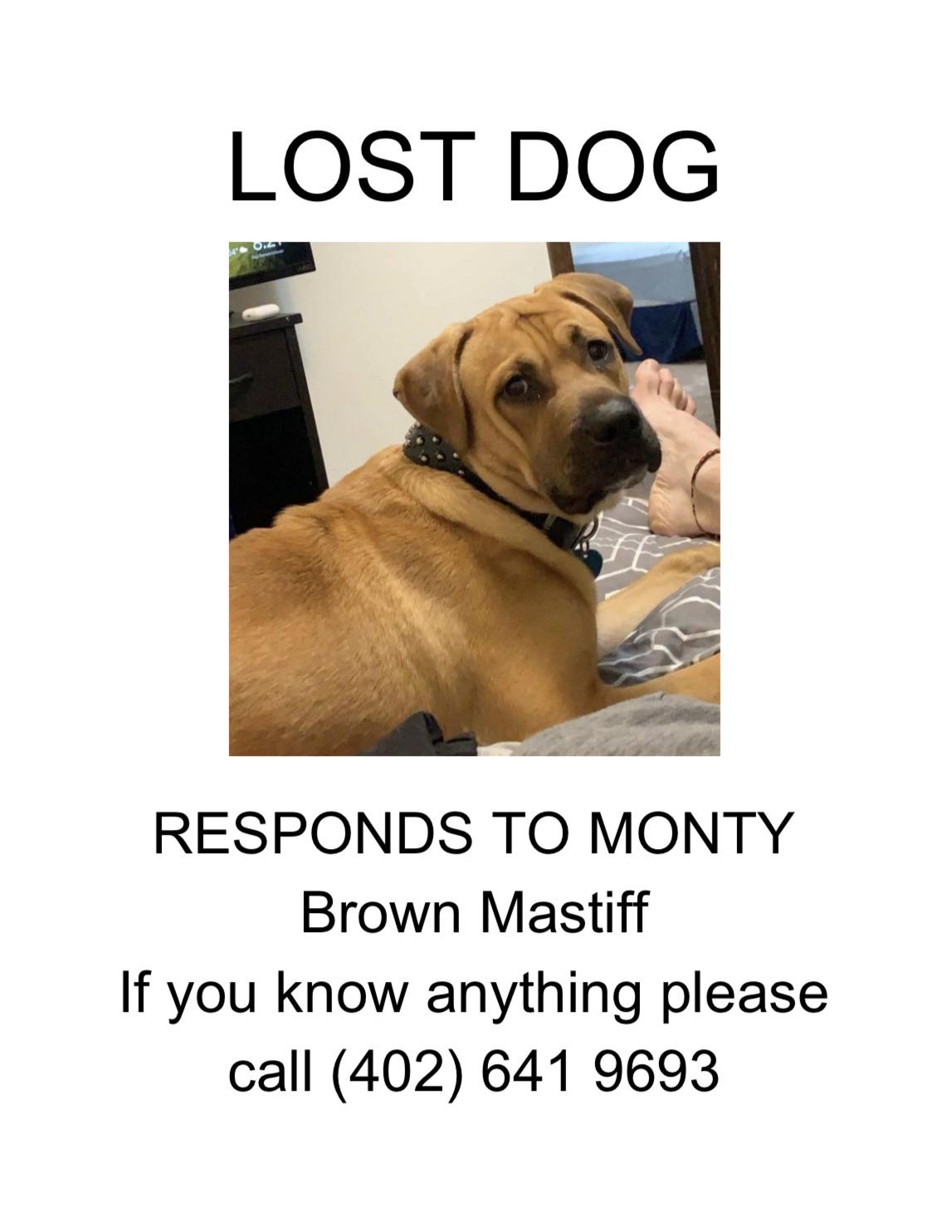Lost Dog | Scrolller