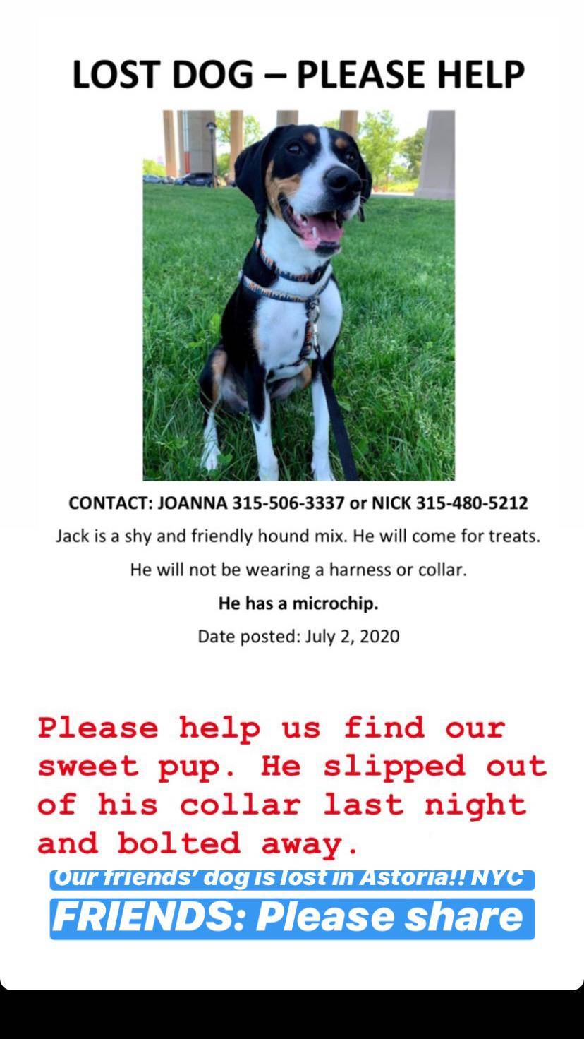 Lost dog - please help | Scrolller