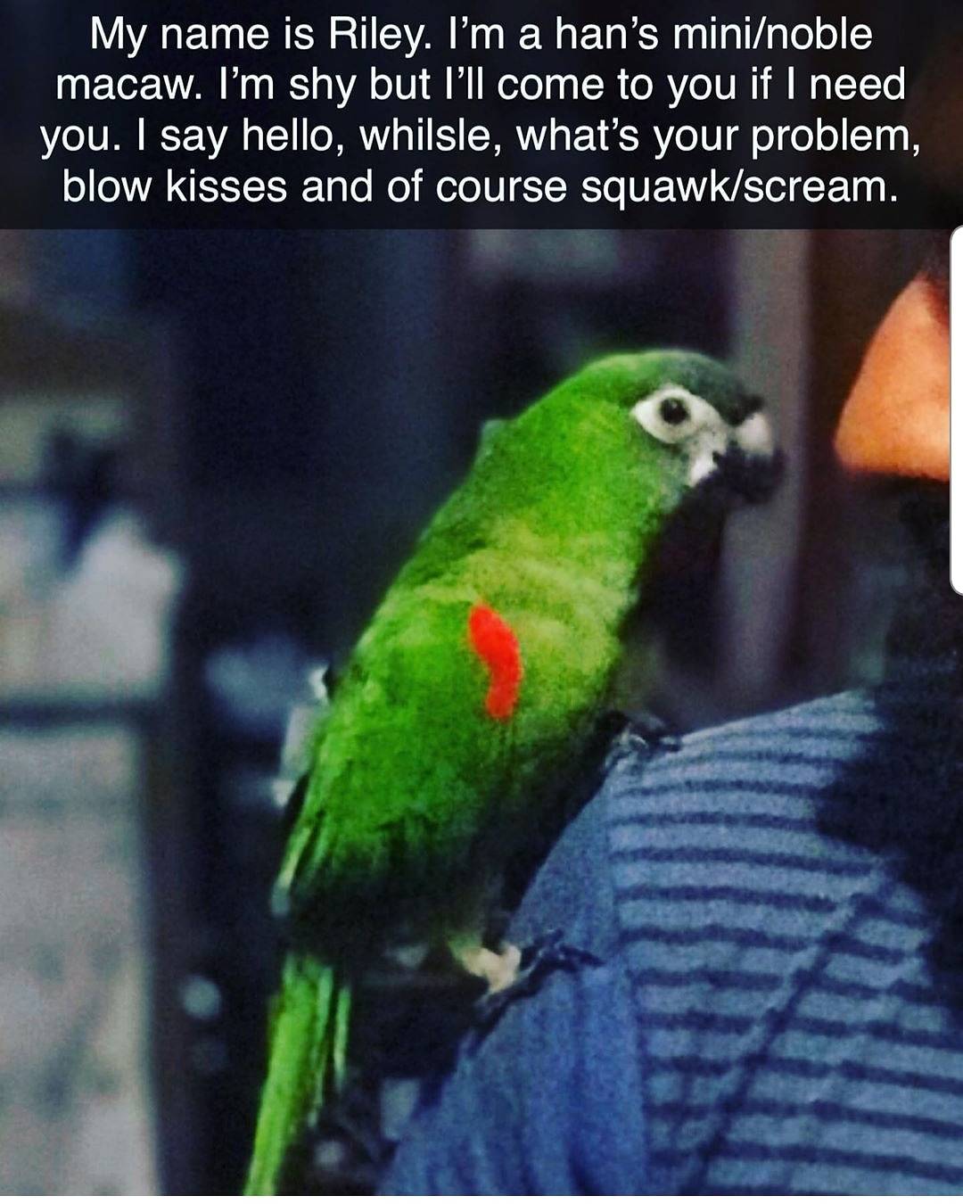 Please help get Riley home. | Scrolller