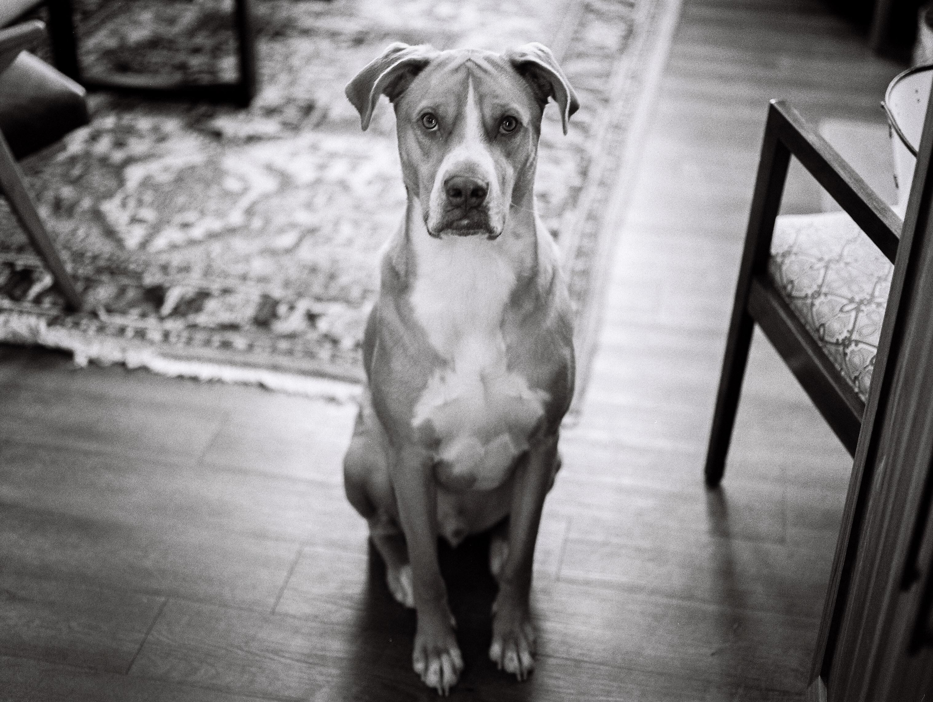 Louie is good boy. Mamiya645 with Ilford Delta 400. | Scrolller