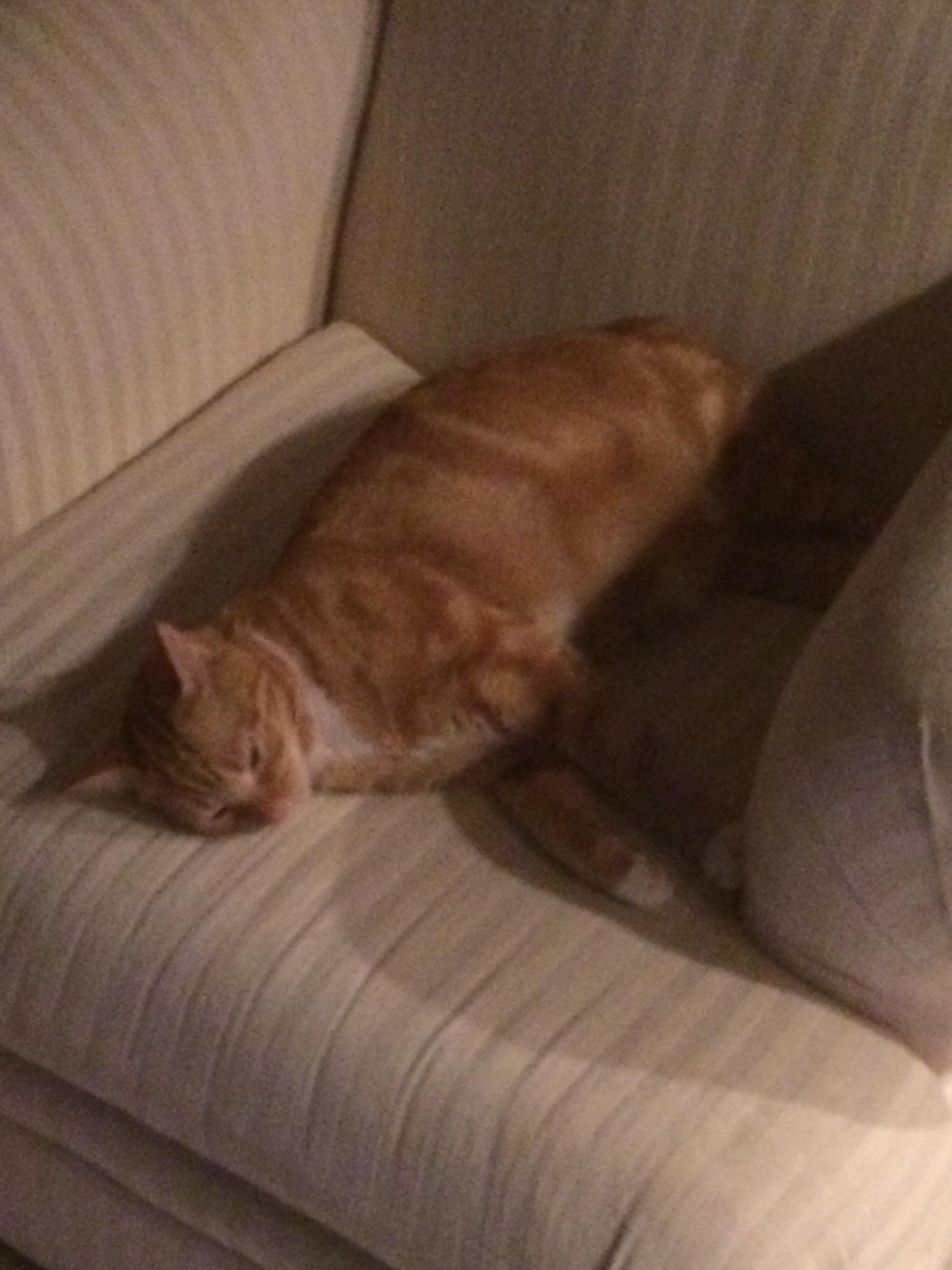 lounging on the sofa | Scrolller