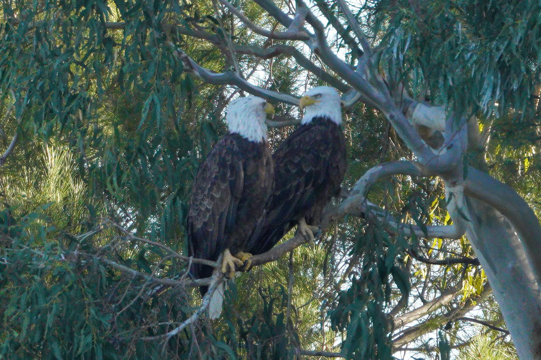 Love birds in a tree | Scrolller