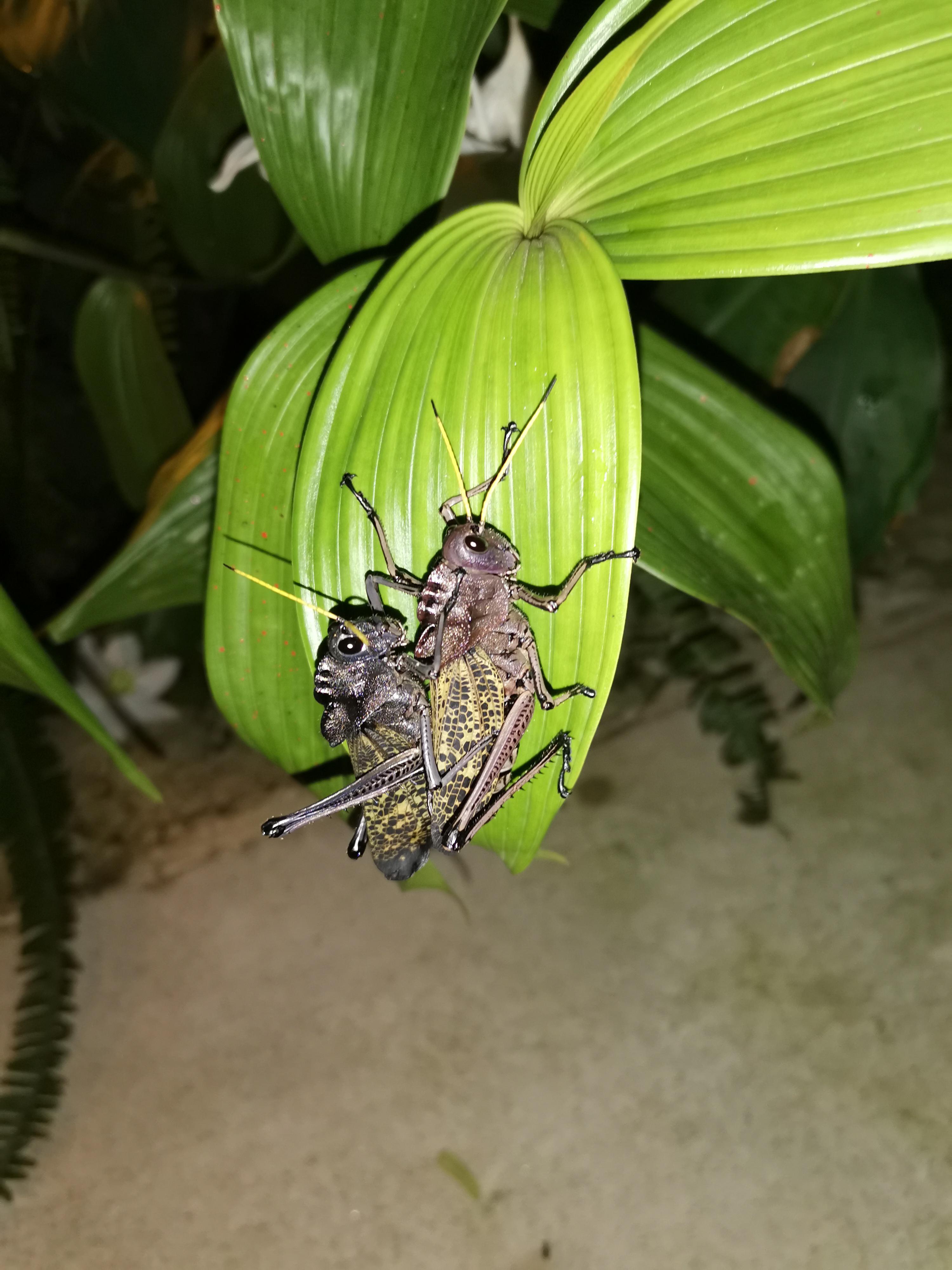 Love Bugs | Scrolller