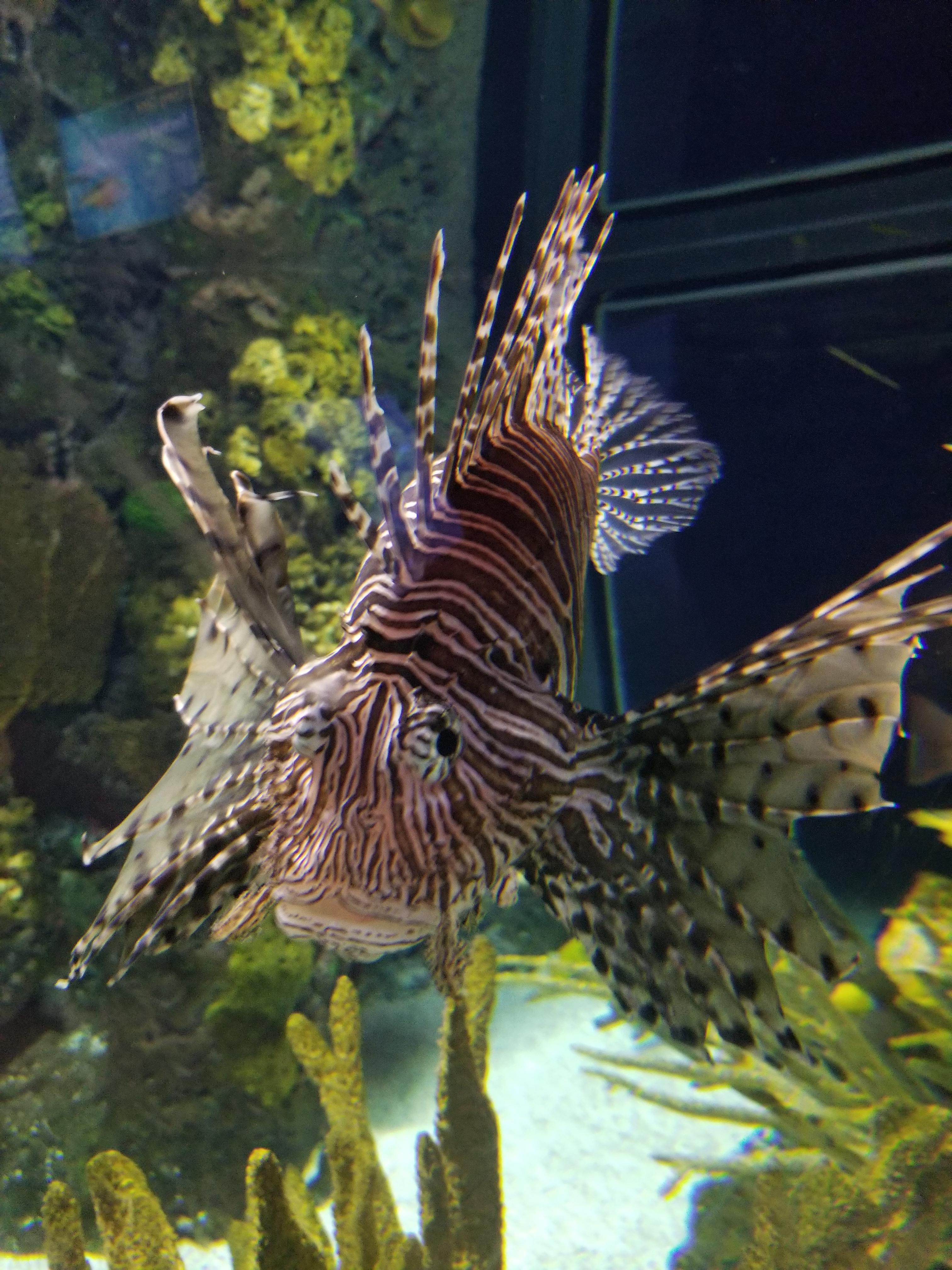 Love lion fish | Scrolller