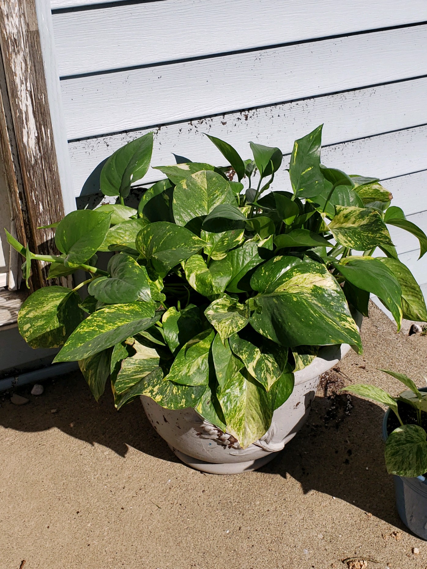 Love my giant pothos | Scrolller