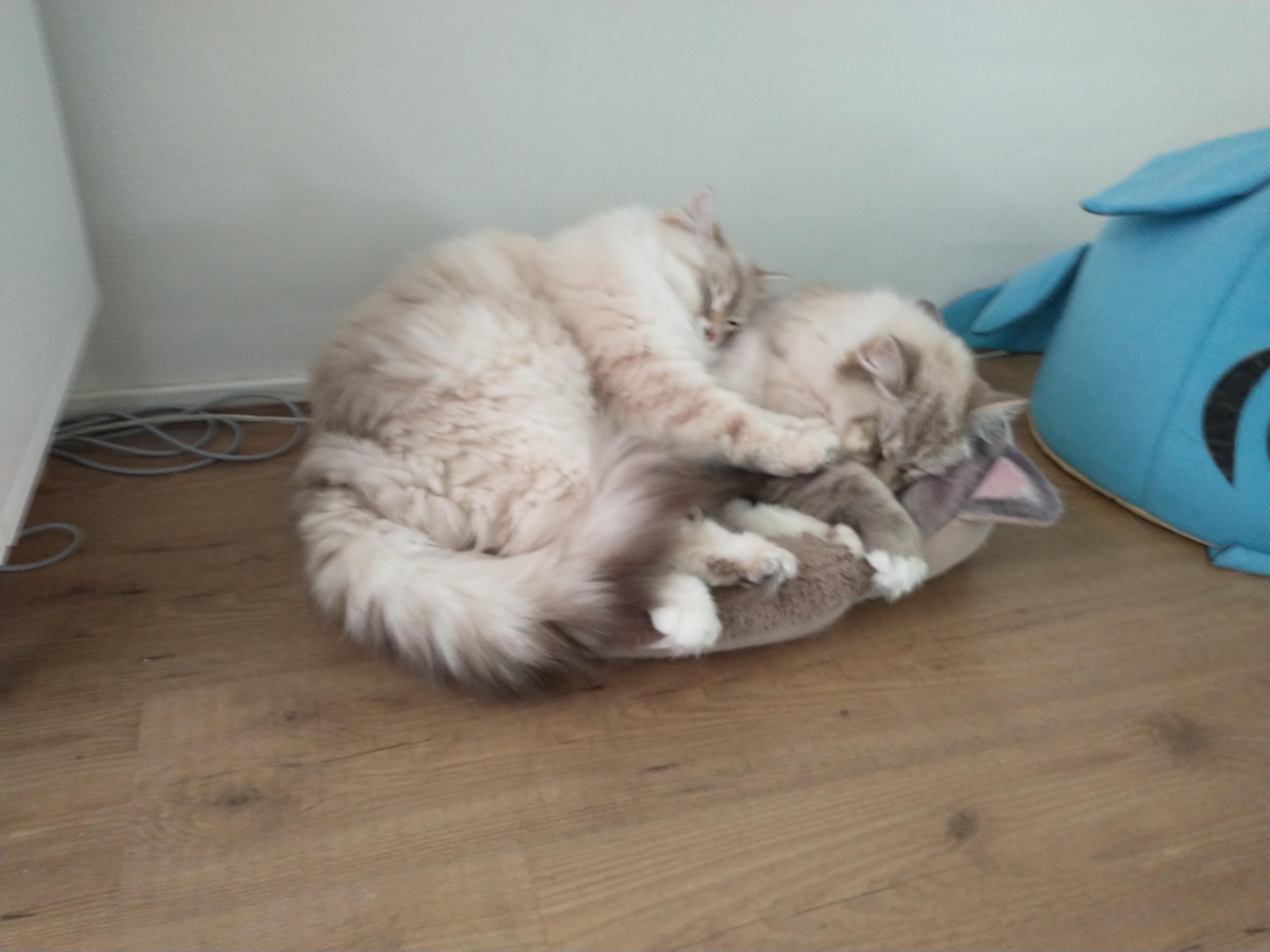 Love my pile of cats | Scrolller