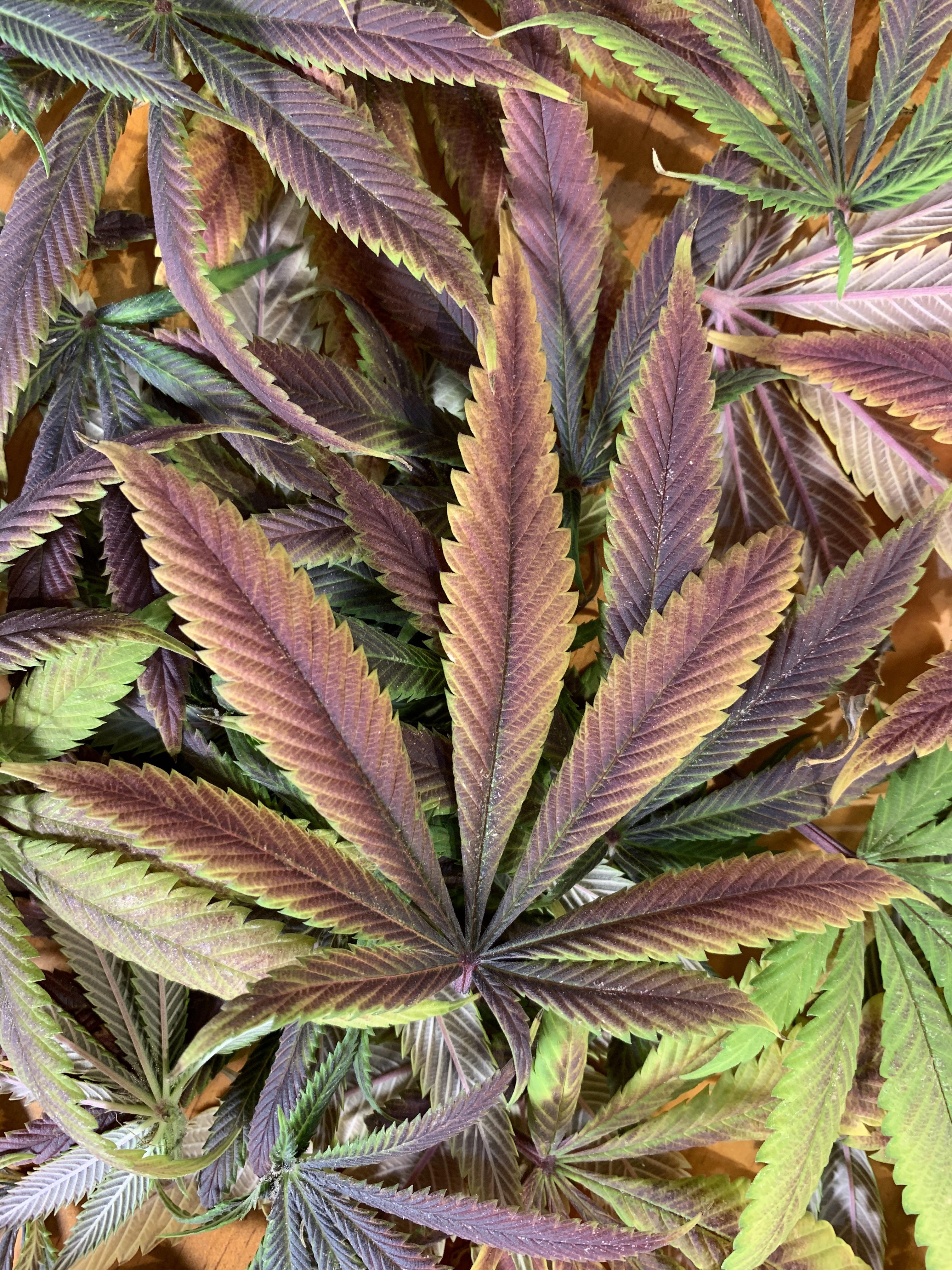 Love the colors | Scrolller