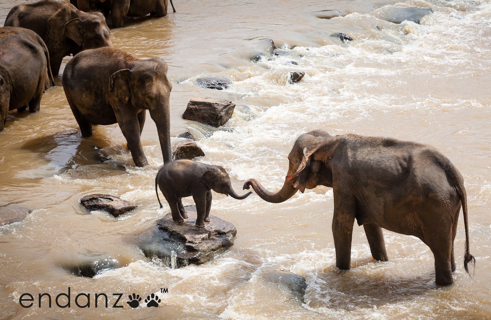 Love the Elephant Family! | Scrolller