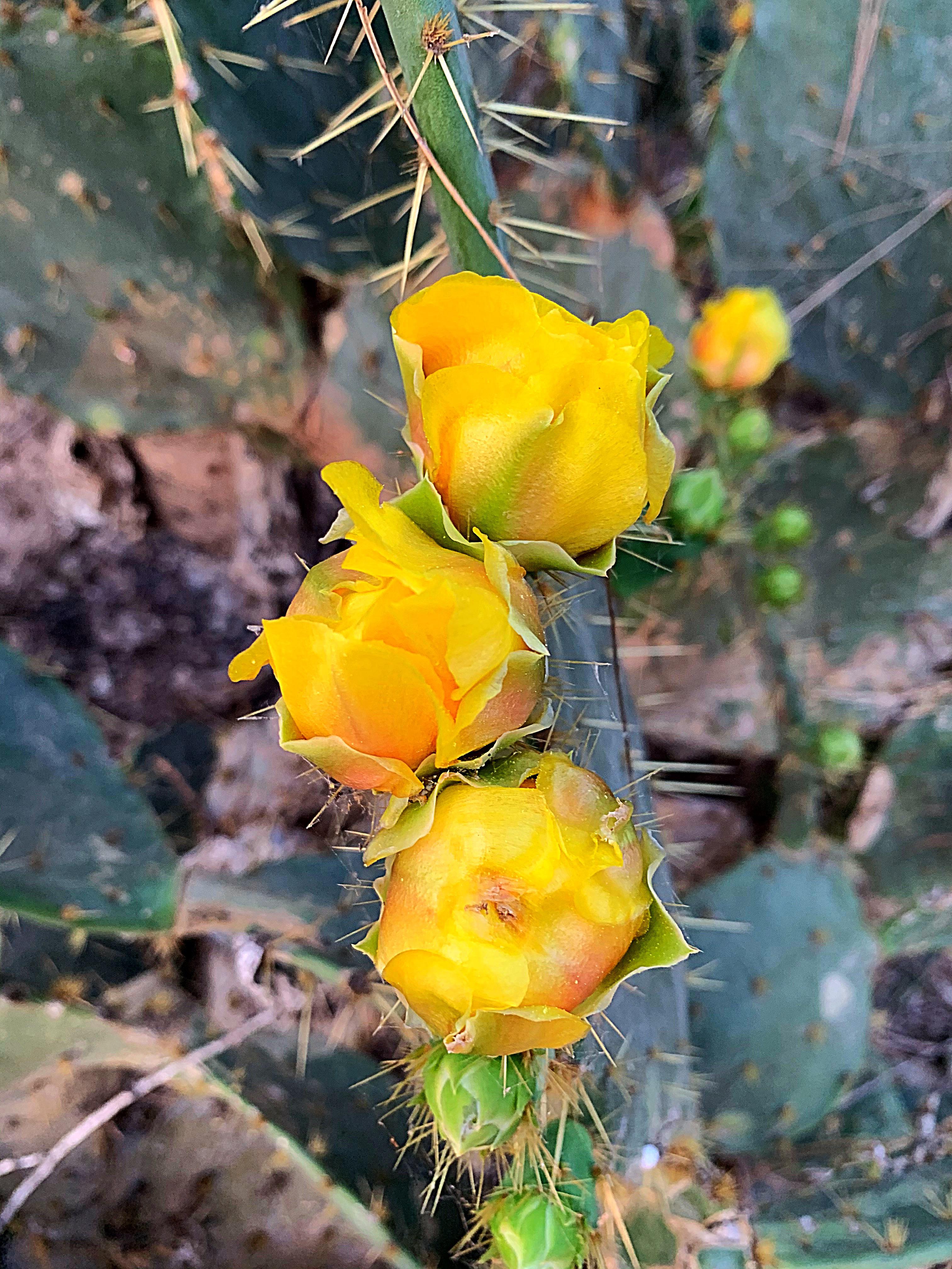 Lovely cactus flowers on a nopal | Scrolller