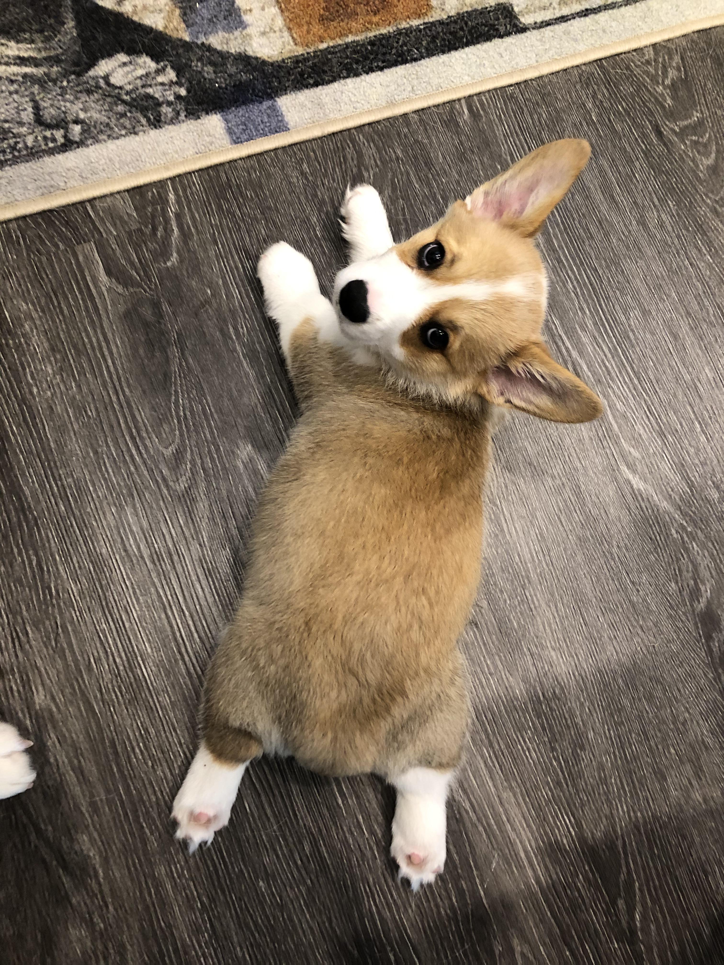 Lucys Cute Butt ️ Scrolller