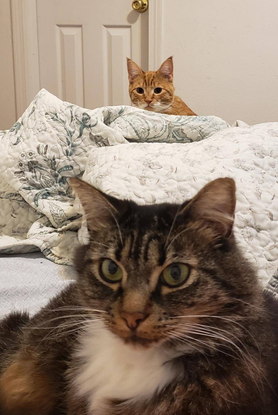 Luna and Whiskey | Scrolller