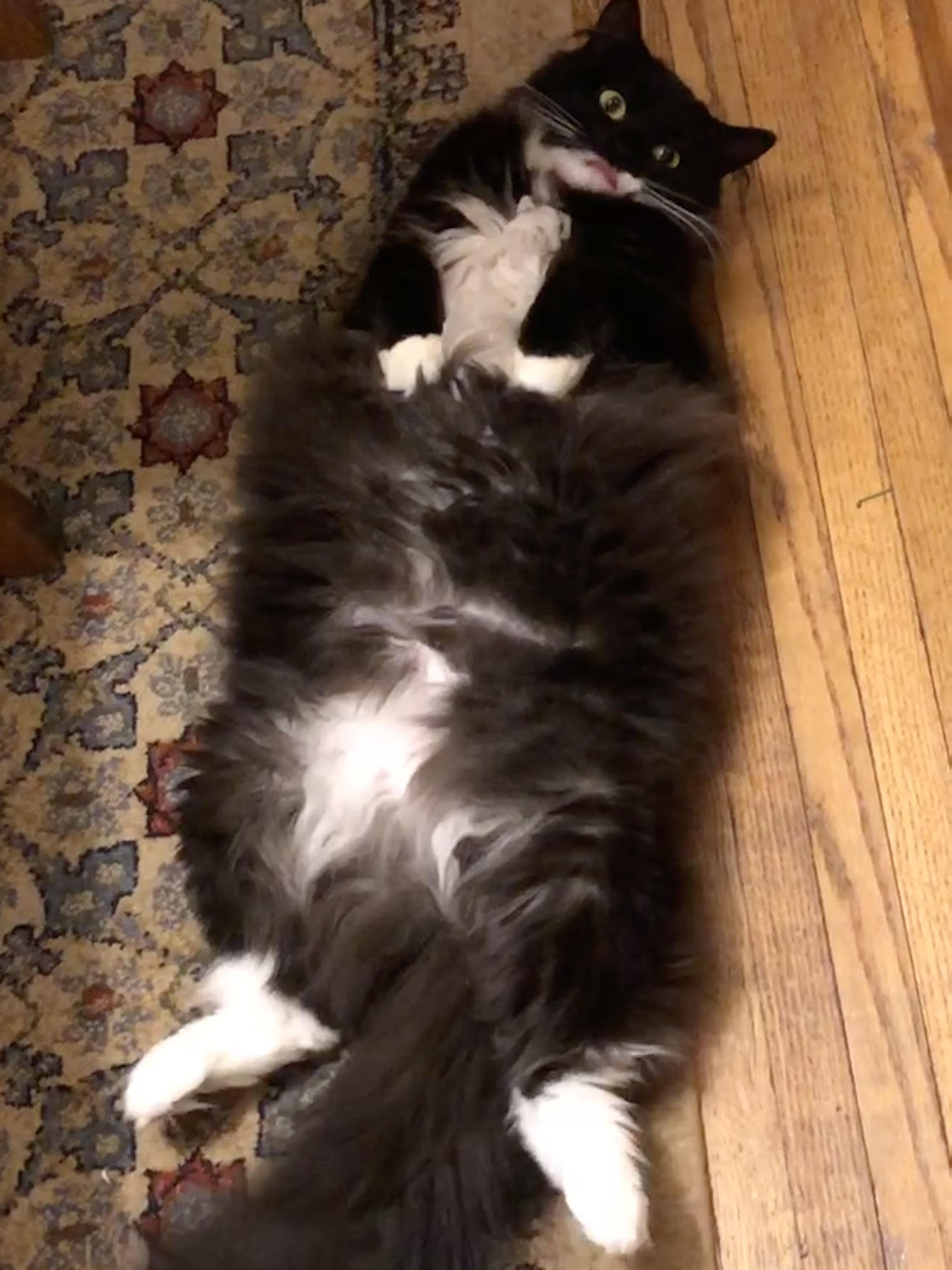 I caught Luna mid floof | Scrolller