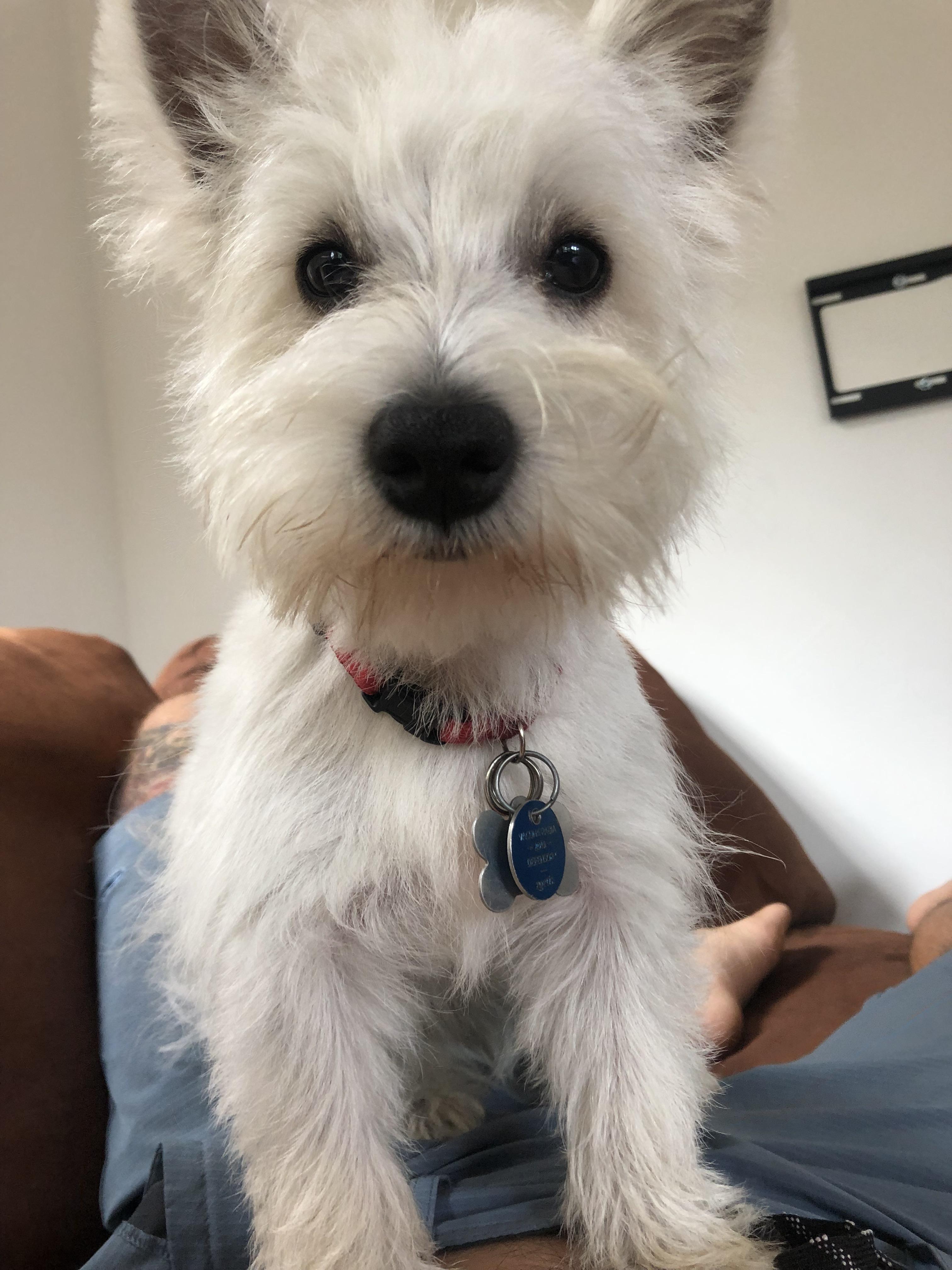 LupiLu look like a proper Westie now | Scrolller