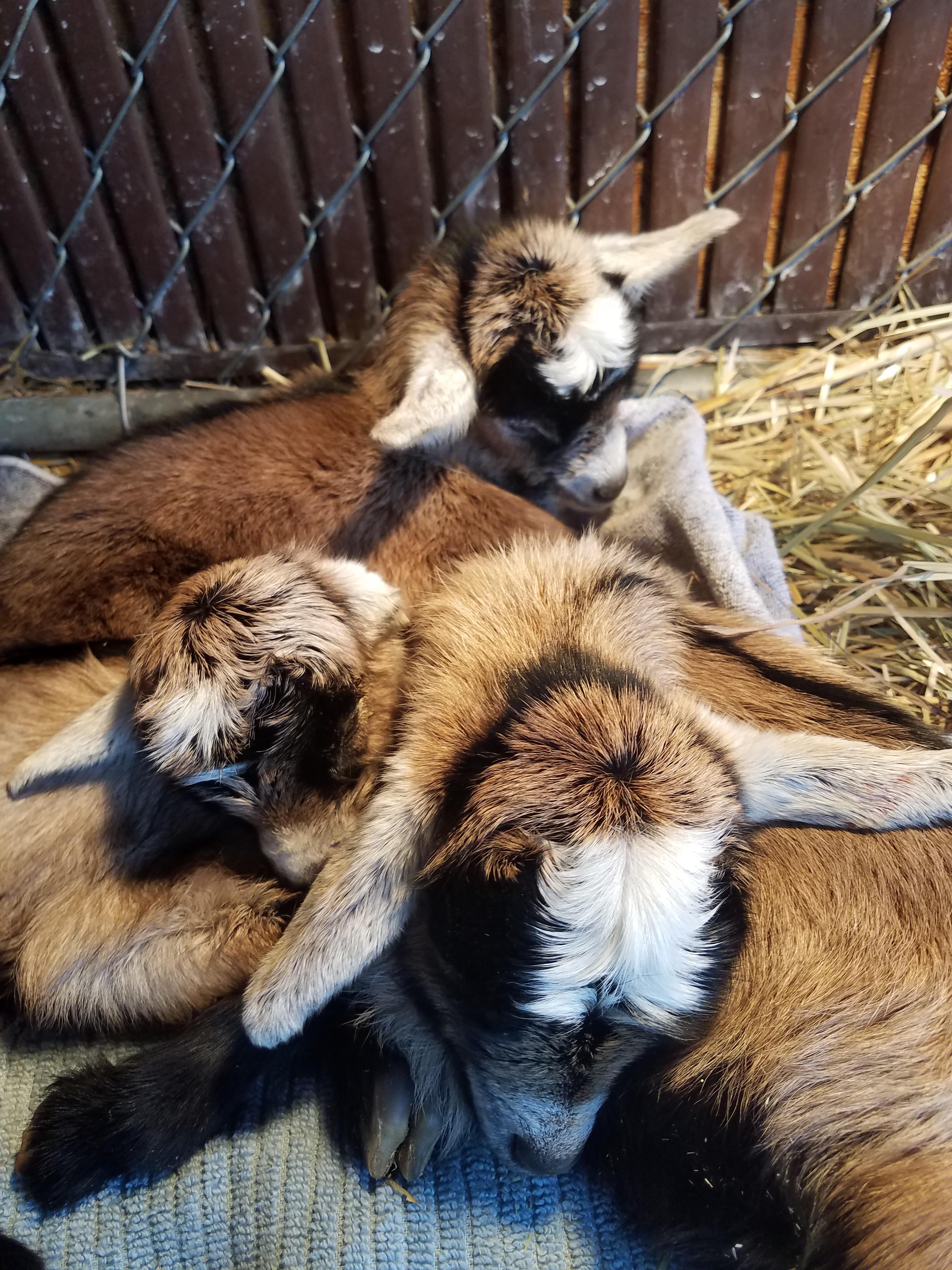 Lydia had triplets you guys! | Scrolller