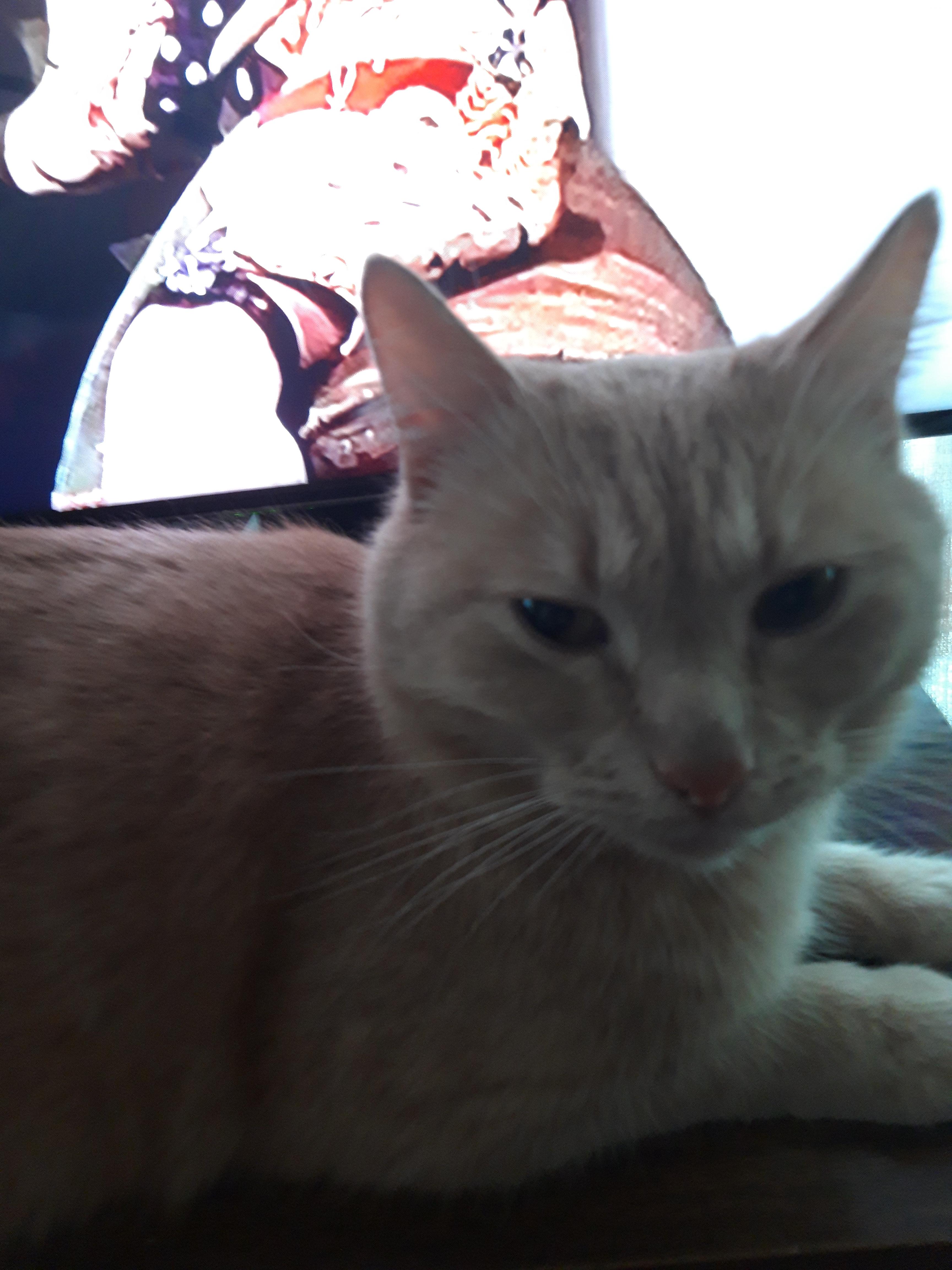 Lynx makes this face when he's angry | Scrolller