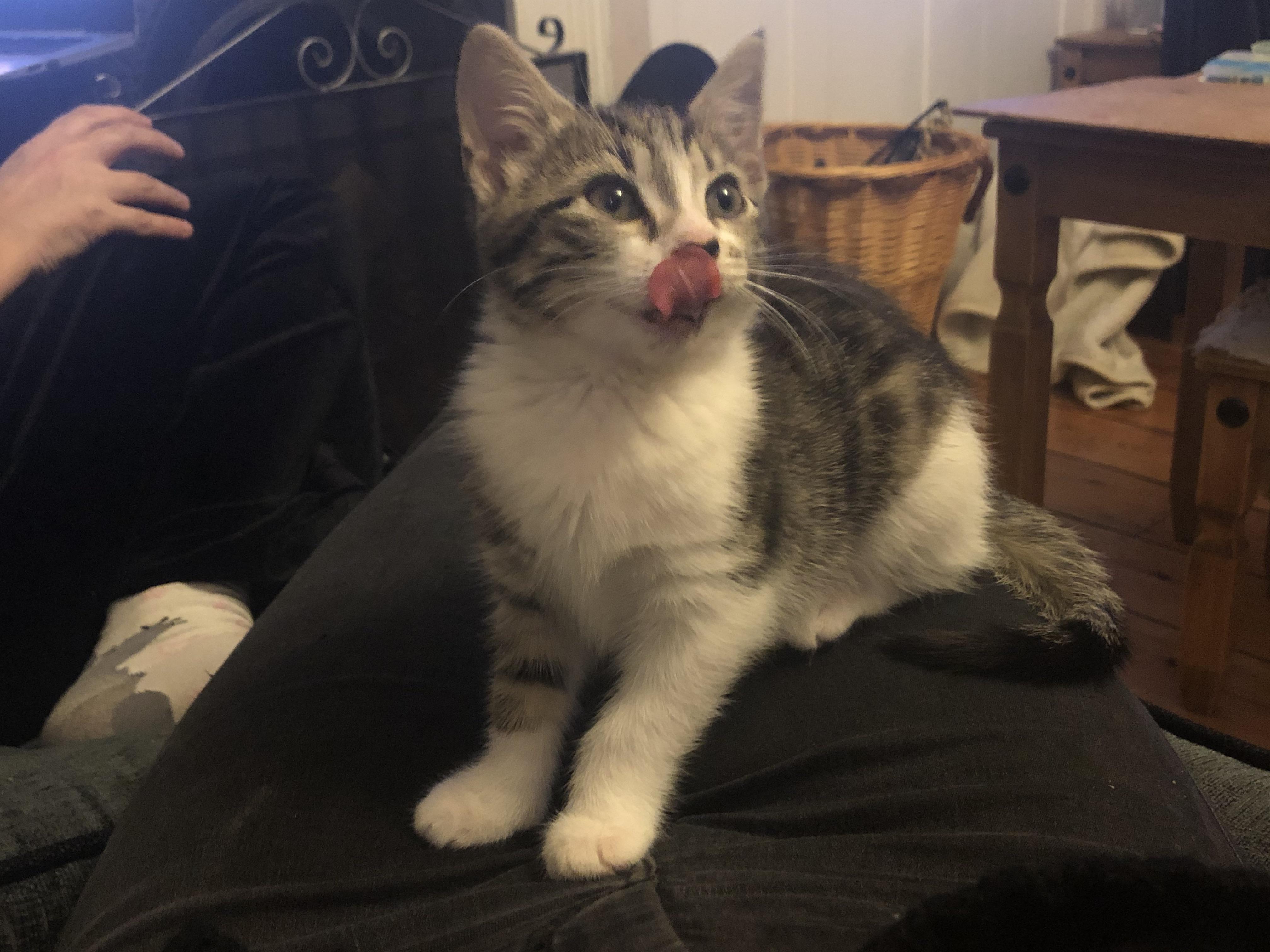 Lyra’s first captured mlem | Scrolller