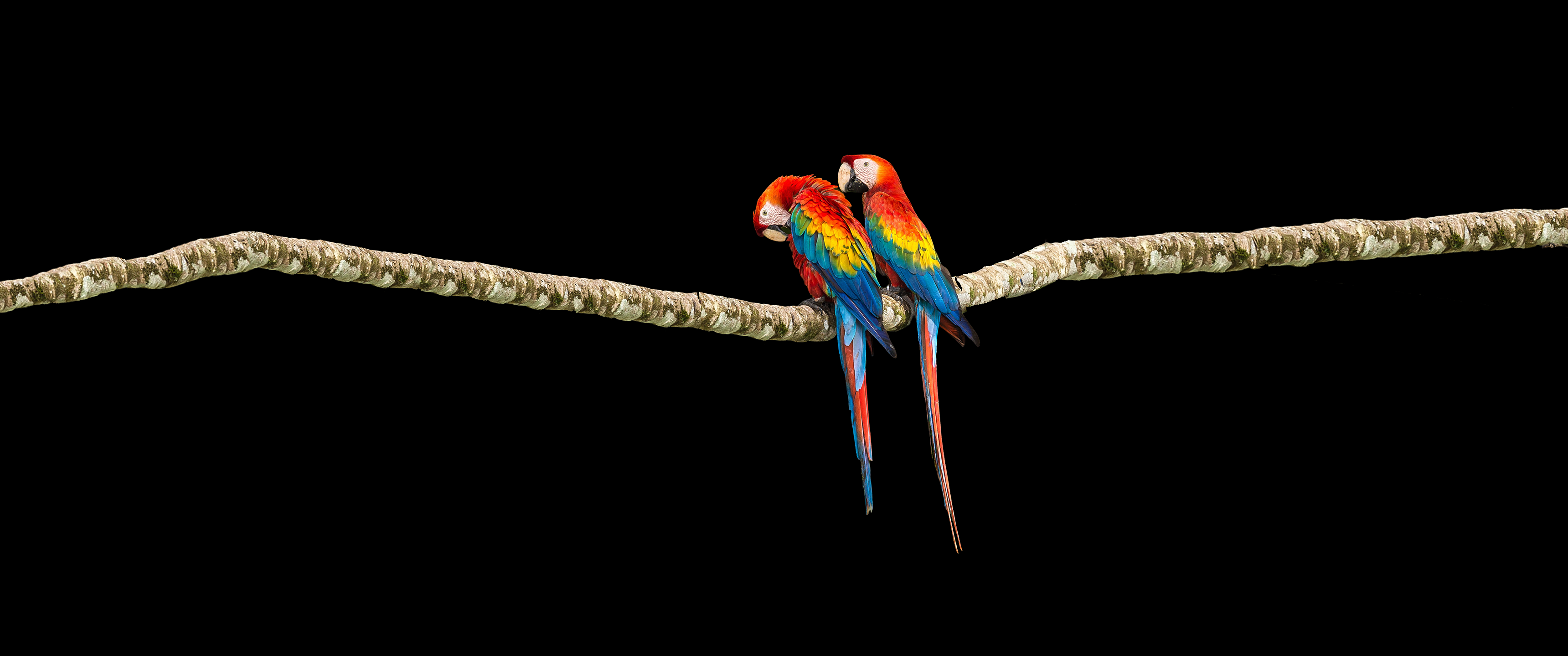 Macaws [3440 x 1440] | Scrolller