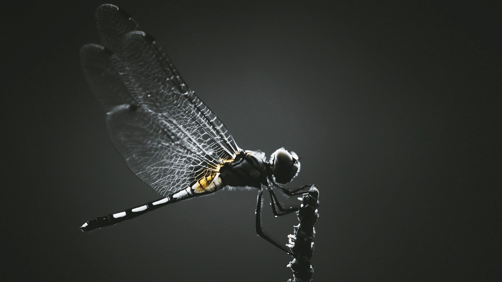 Macro photography: dragonfly [1920×1080] | Scrolller