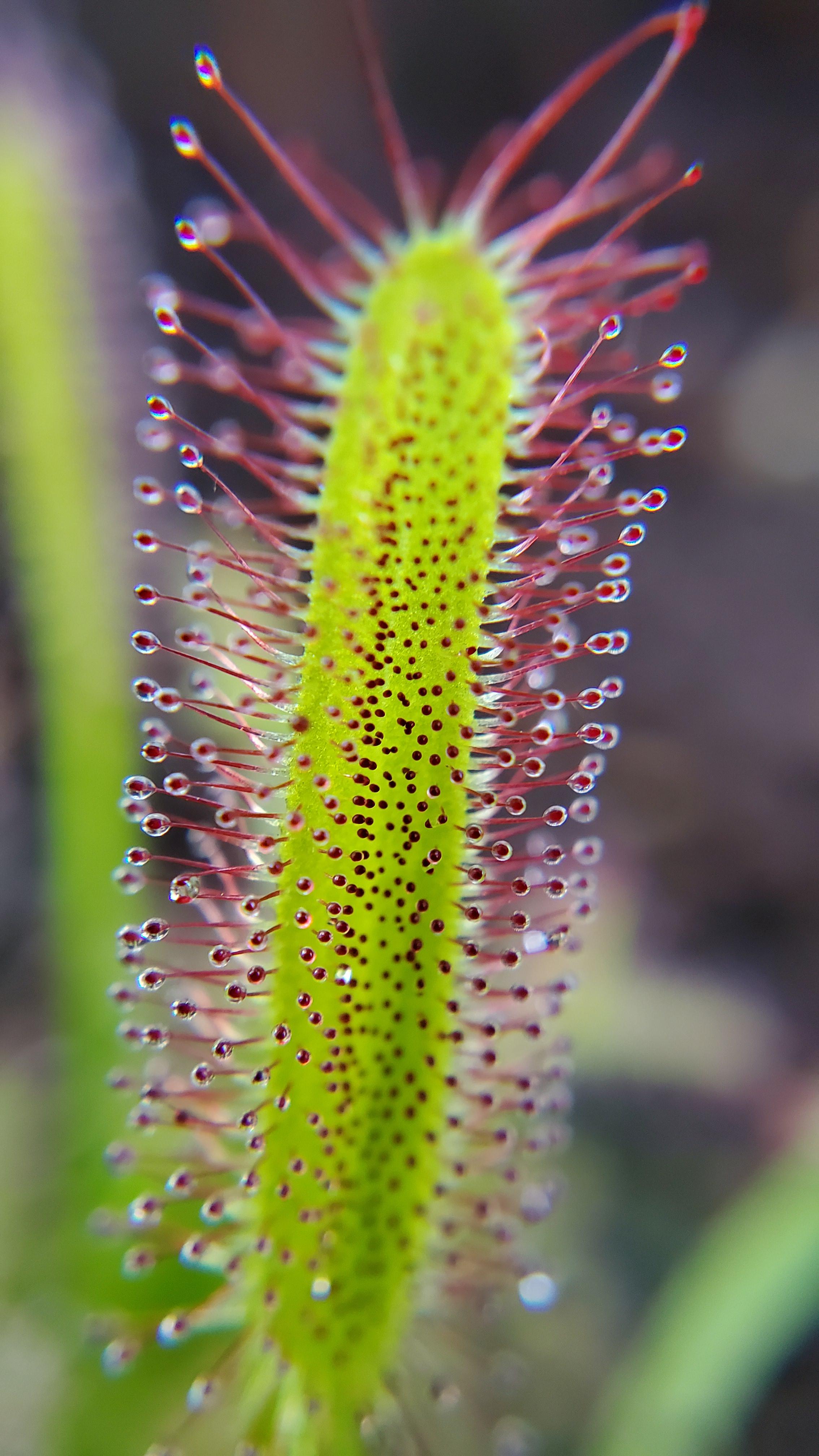 Macro shots, dewy sundews #2 | Scrolller