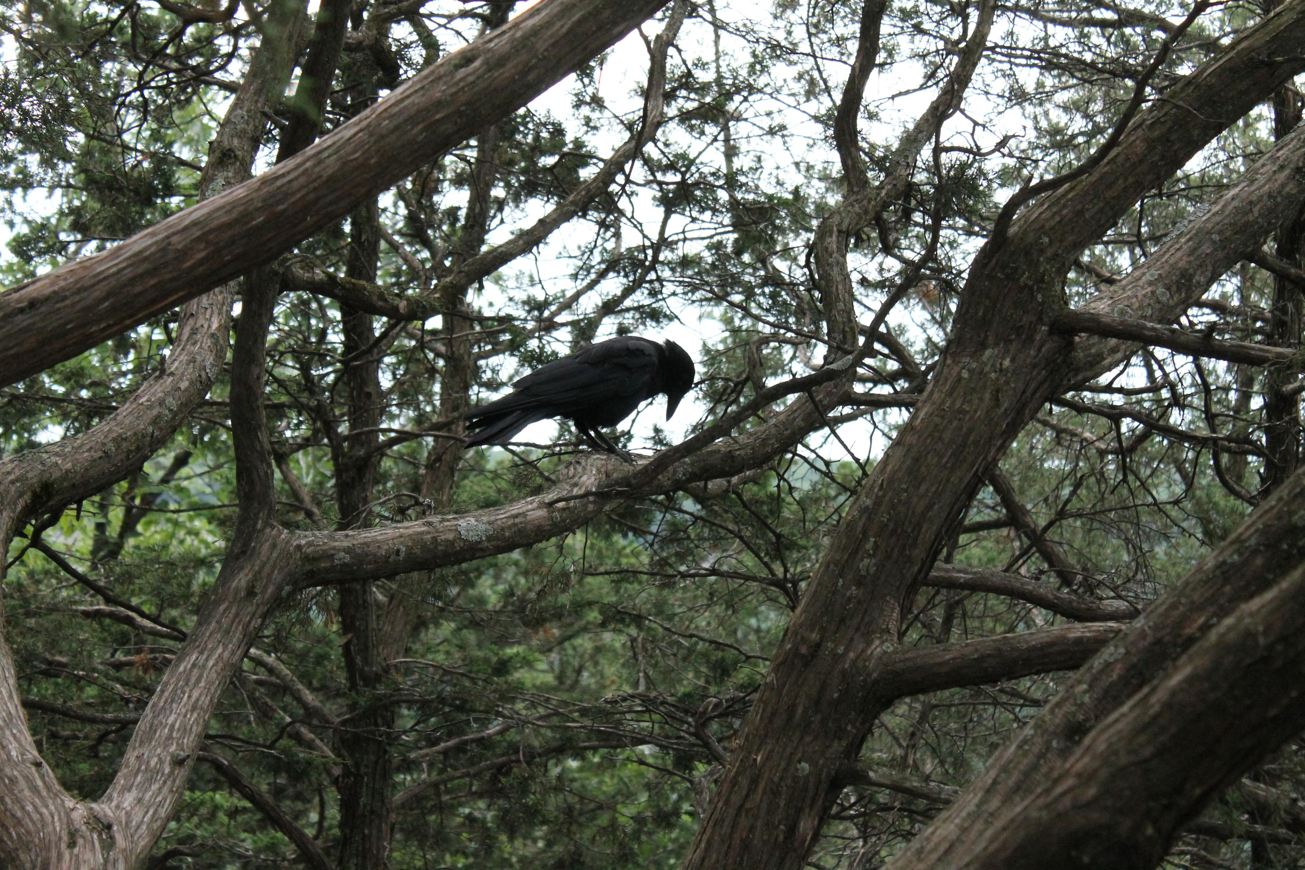 made a crow friend at devils lake state park! | Scrolller
