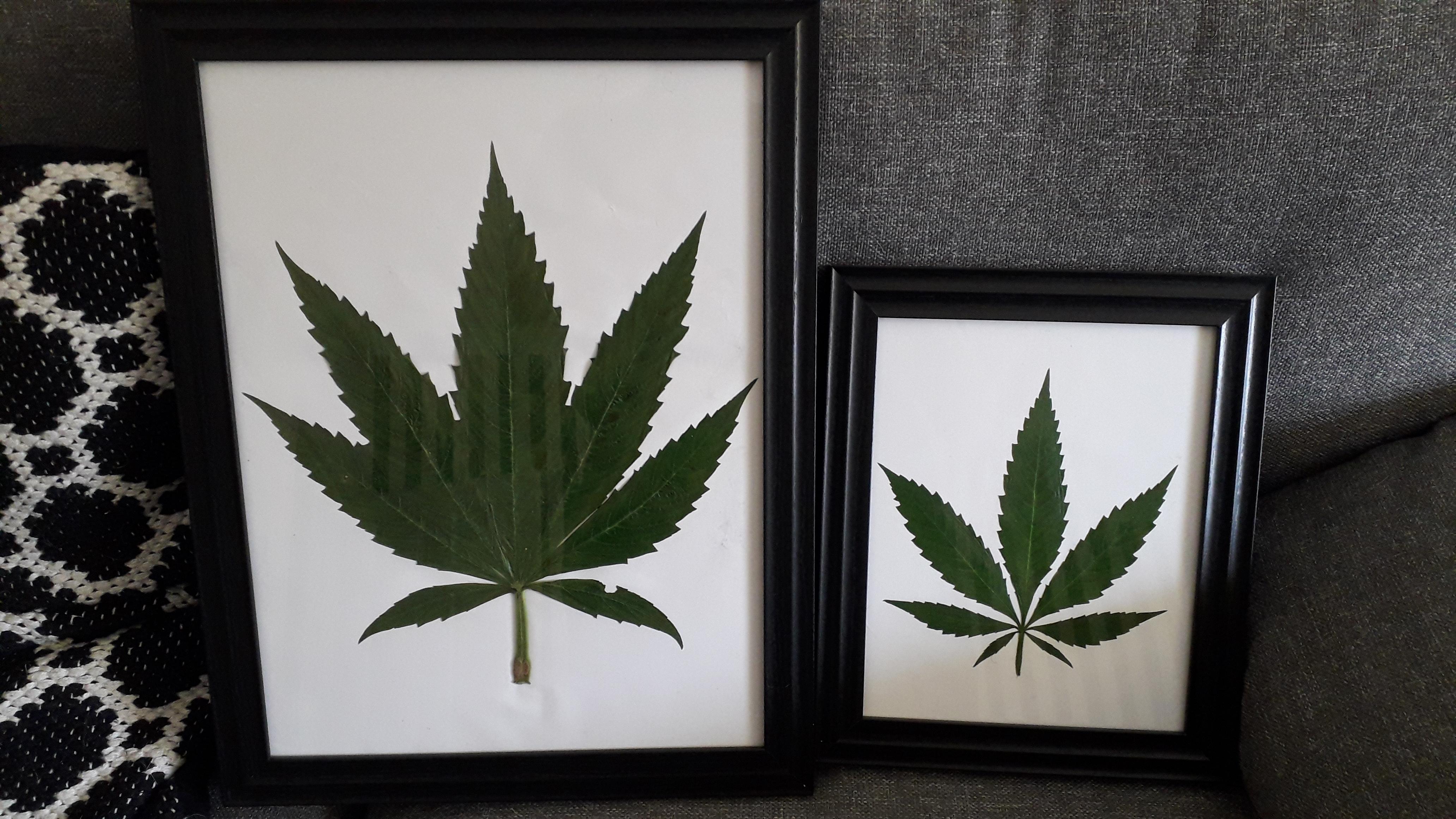 Made these from my first ever plant. | Scrolller