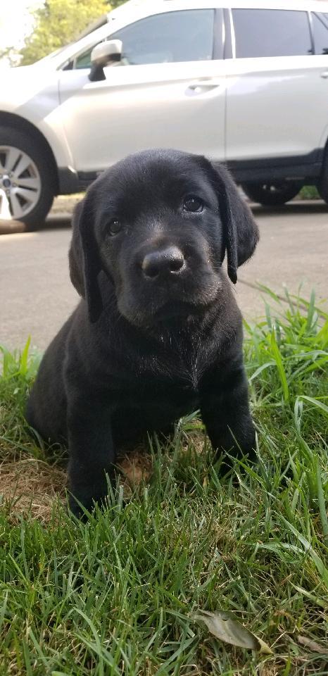 Maggie at 8 weeks | Scrolller