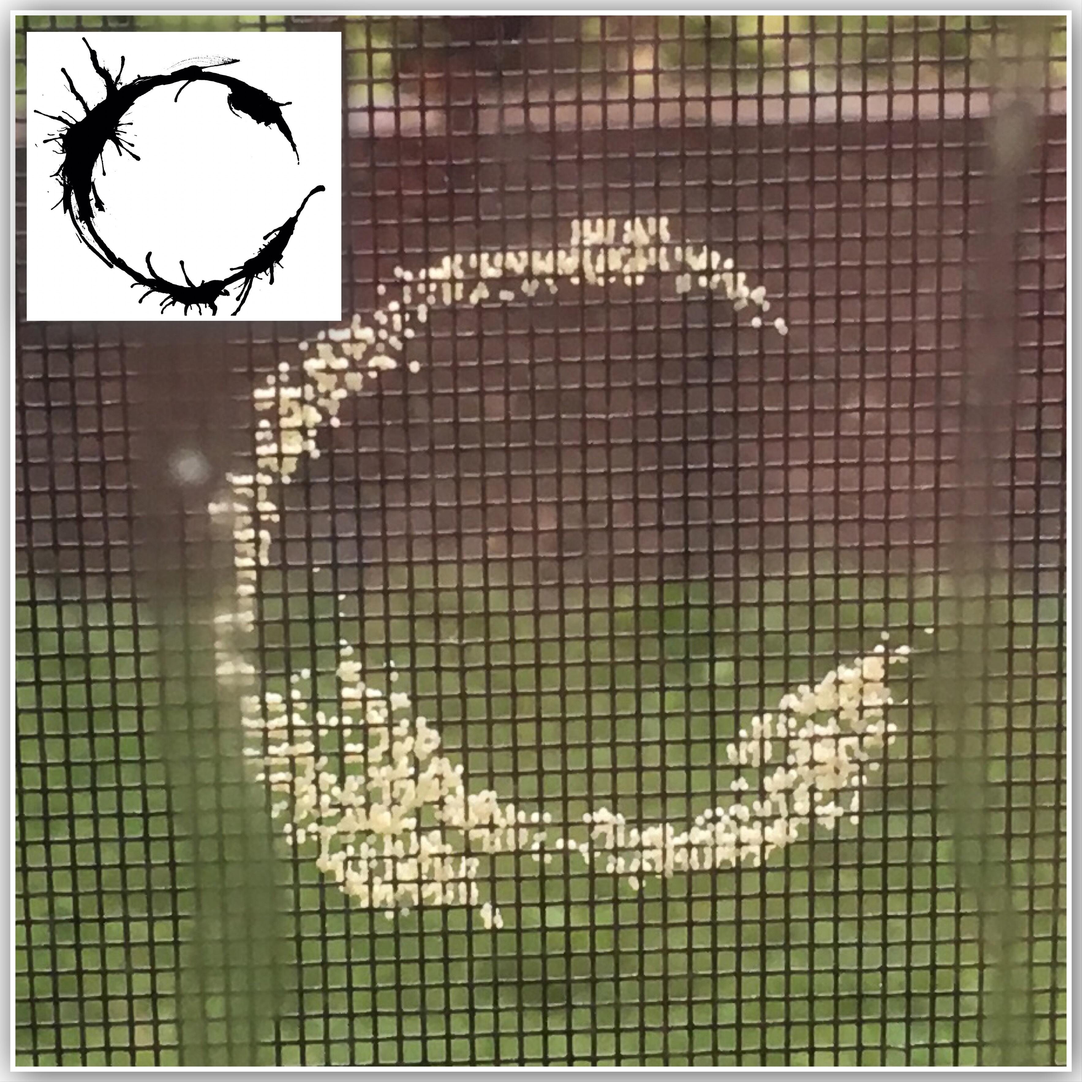 Maggots on the window screen and the alien writings from "Arrival". | Scrolller