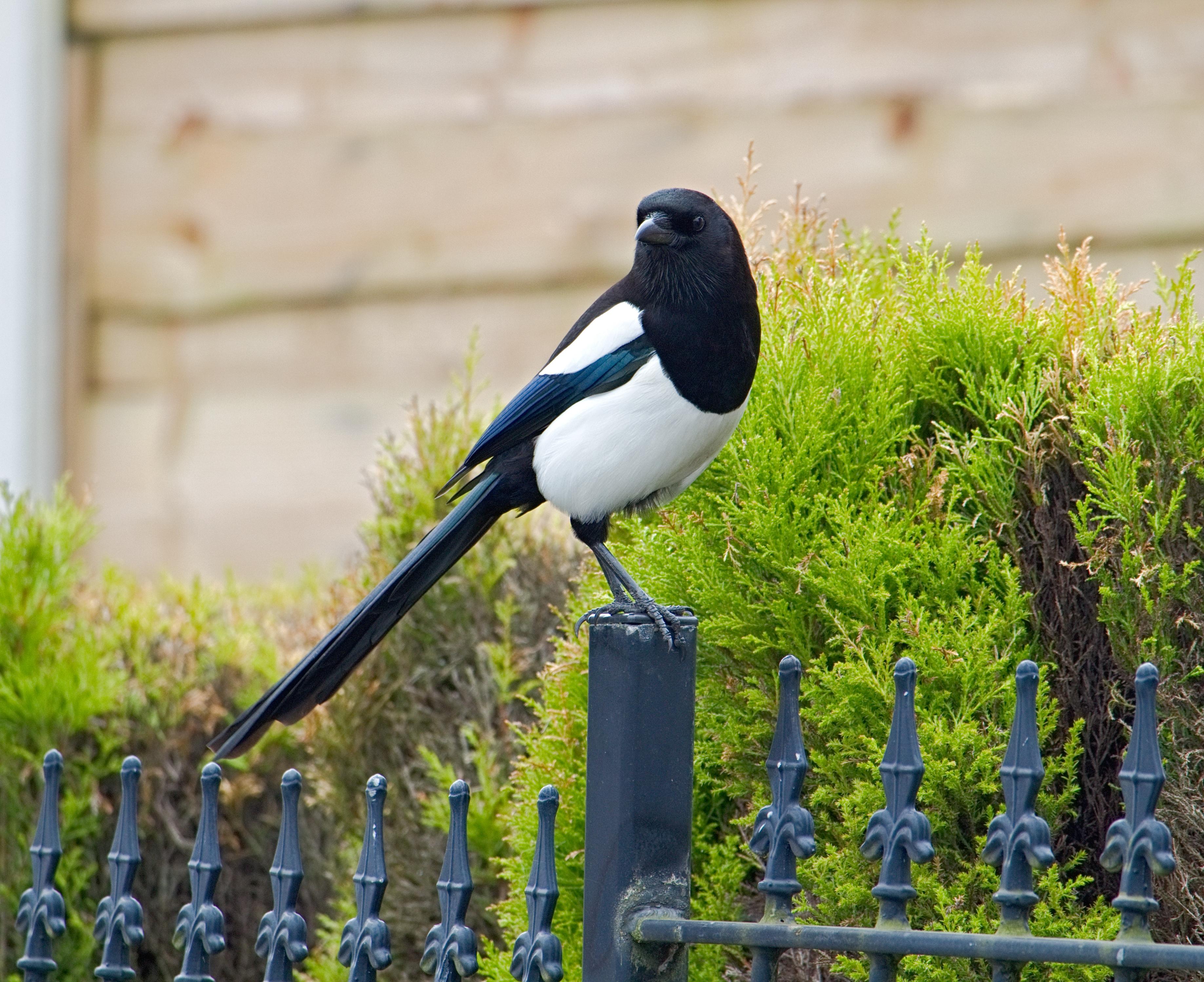 Magpie On a Fence In Manchester | Scrolller