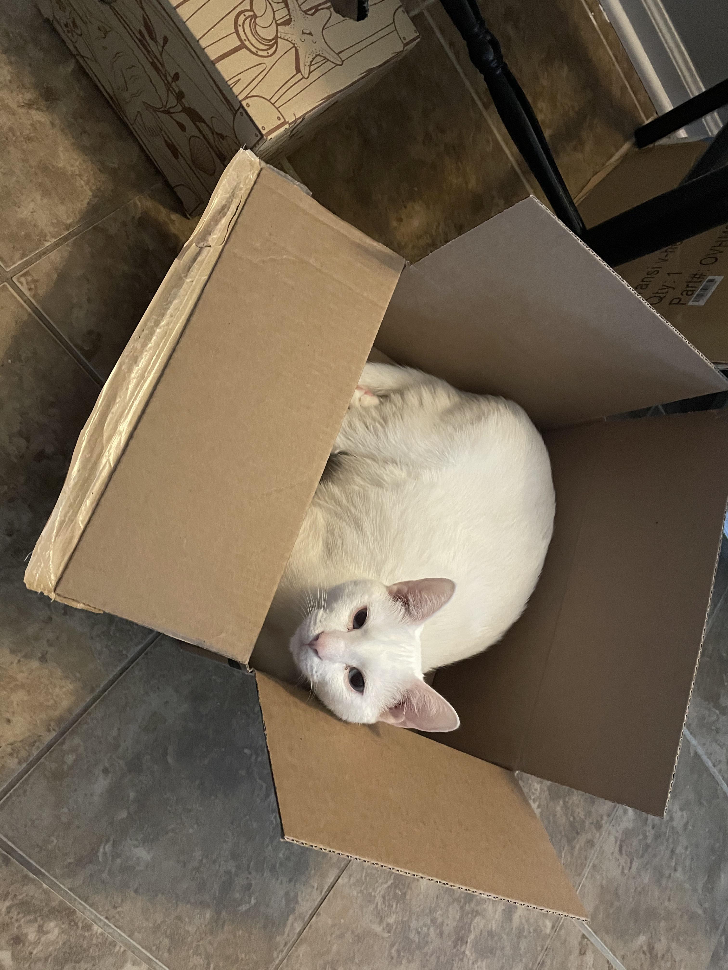 Mah cat in a box | Scrolller