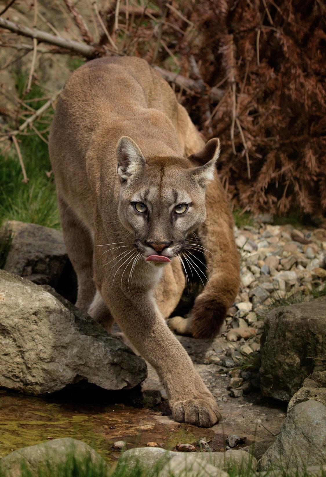 Majestic Mountain Lion | Scrolller