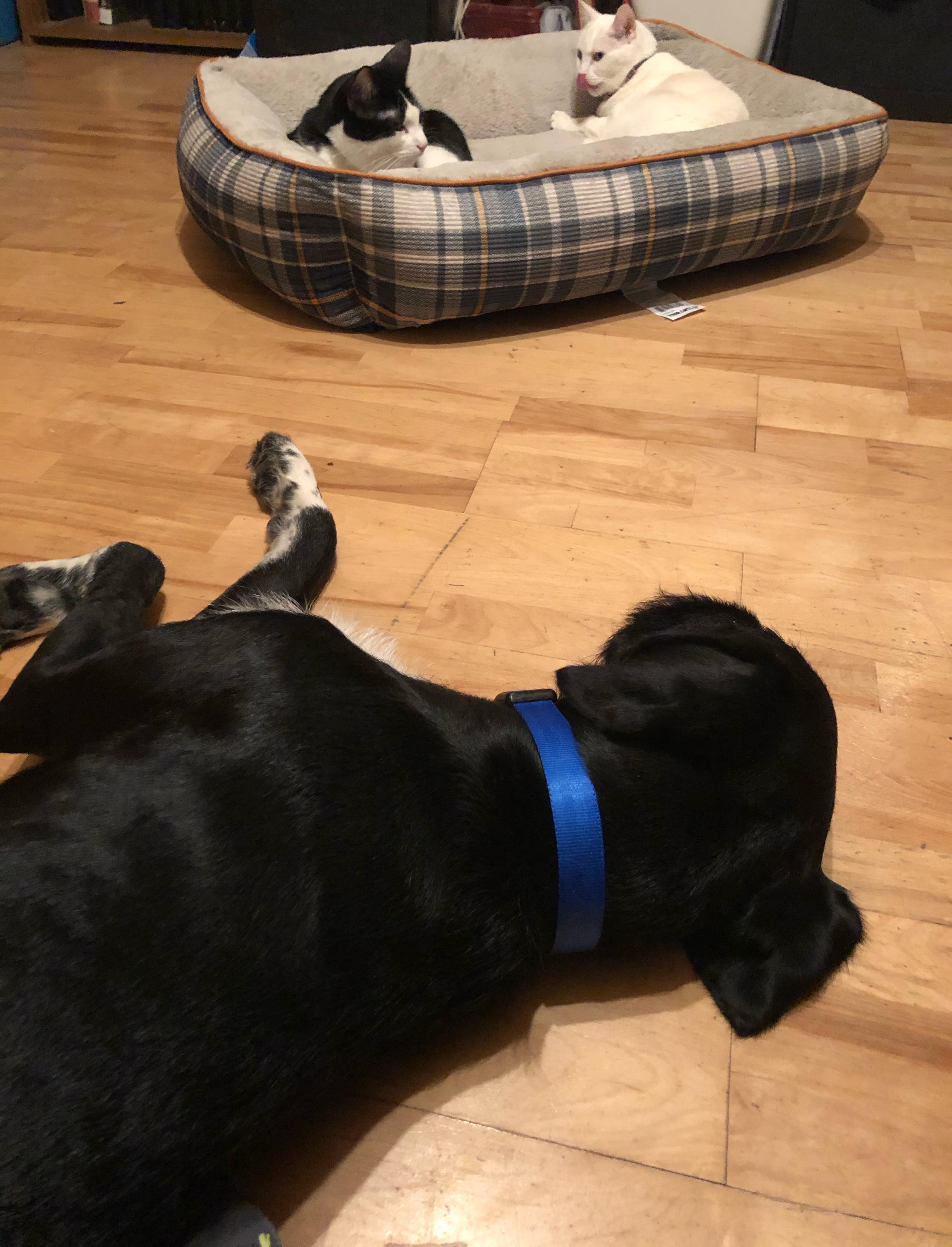 Make it a double! With extra mlem. | Scrolller