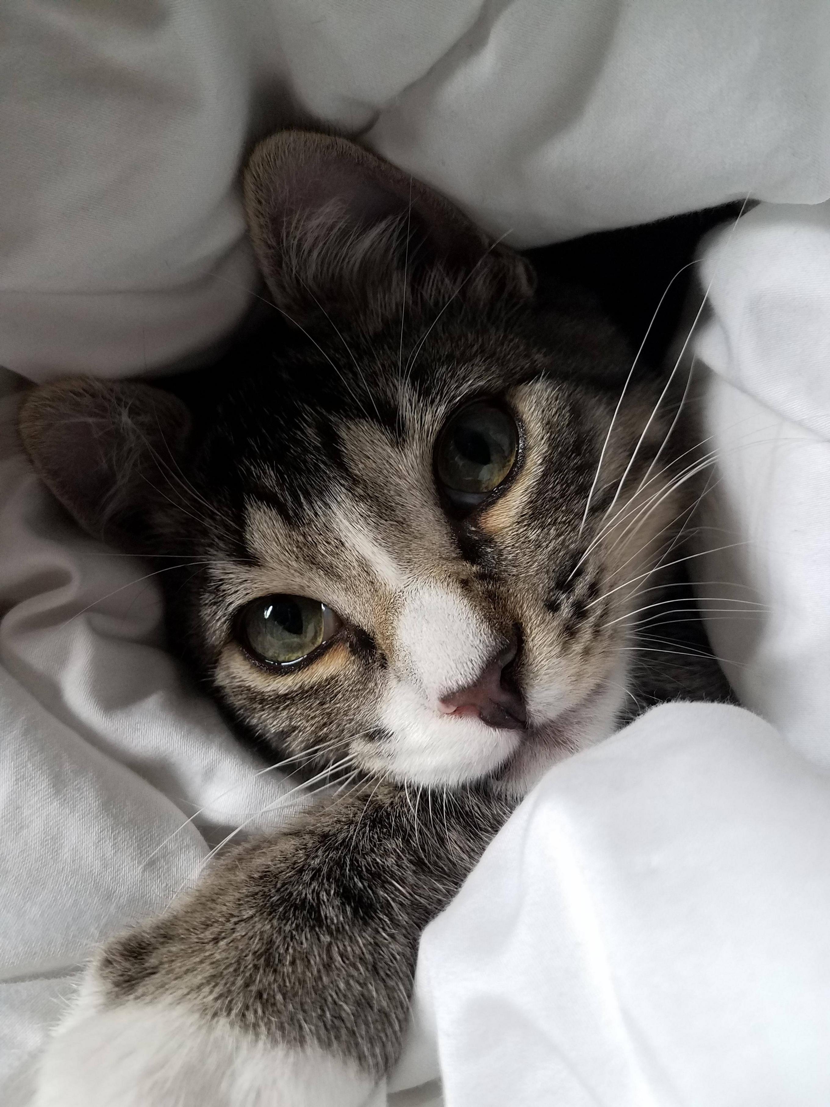 Making his Reddit debut. Meet Oscar! | Scrolller