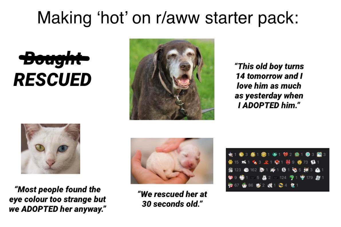 Making ‘hot’ on r/aww starter pack: | Scrolller
