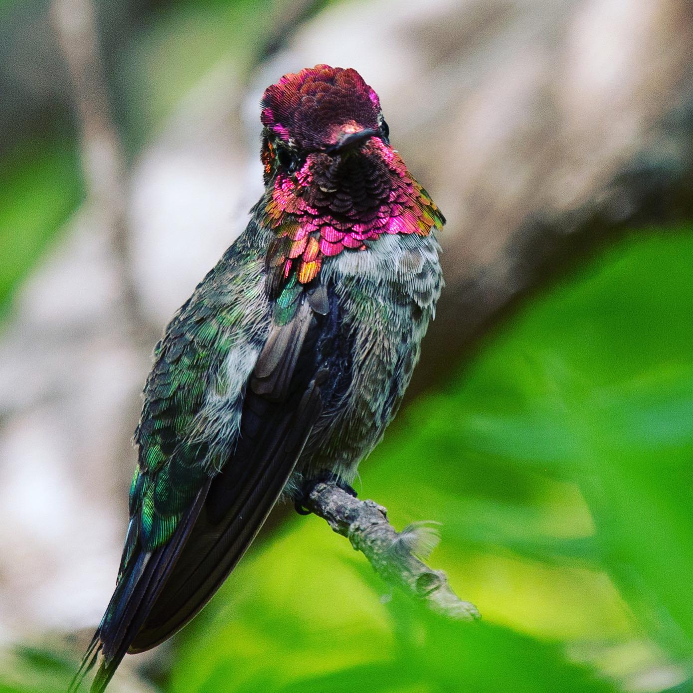 Male Anna’s hummingbird | Scrolller