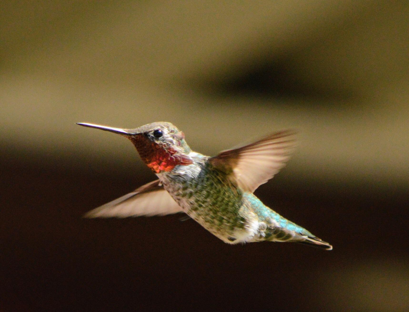 Male Anna’s Hummingbird | Scrolller