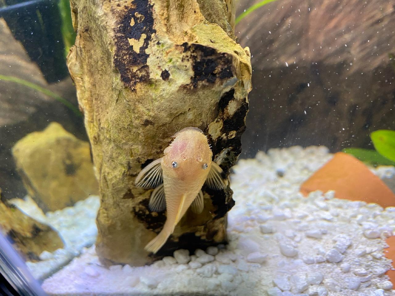 Male or female? Im guessing female just want a second opinion. :) | Scrolller