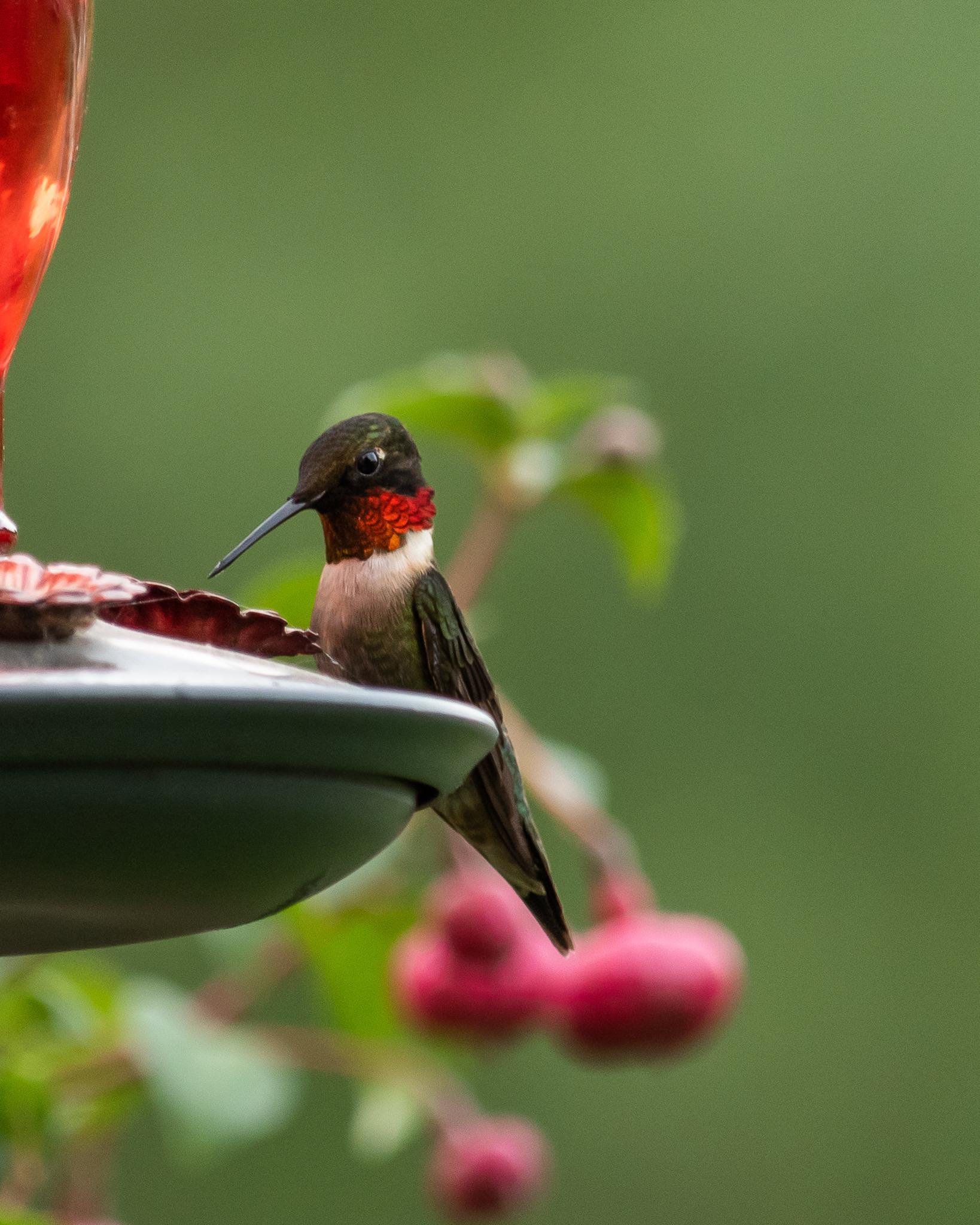 Male ruby-throated hummingbird | Scrolller