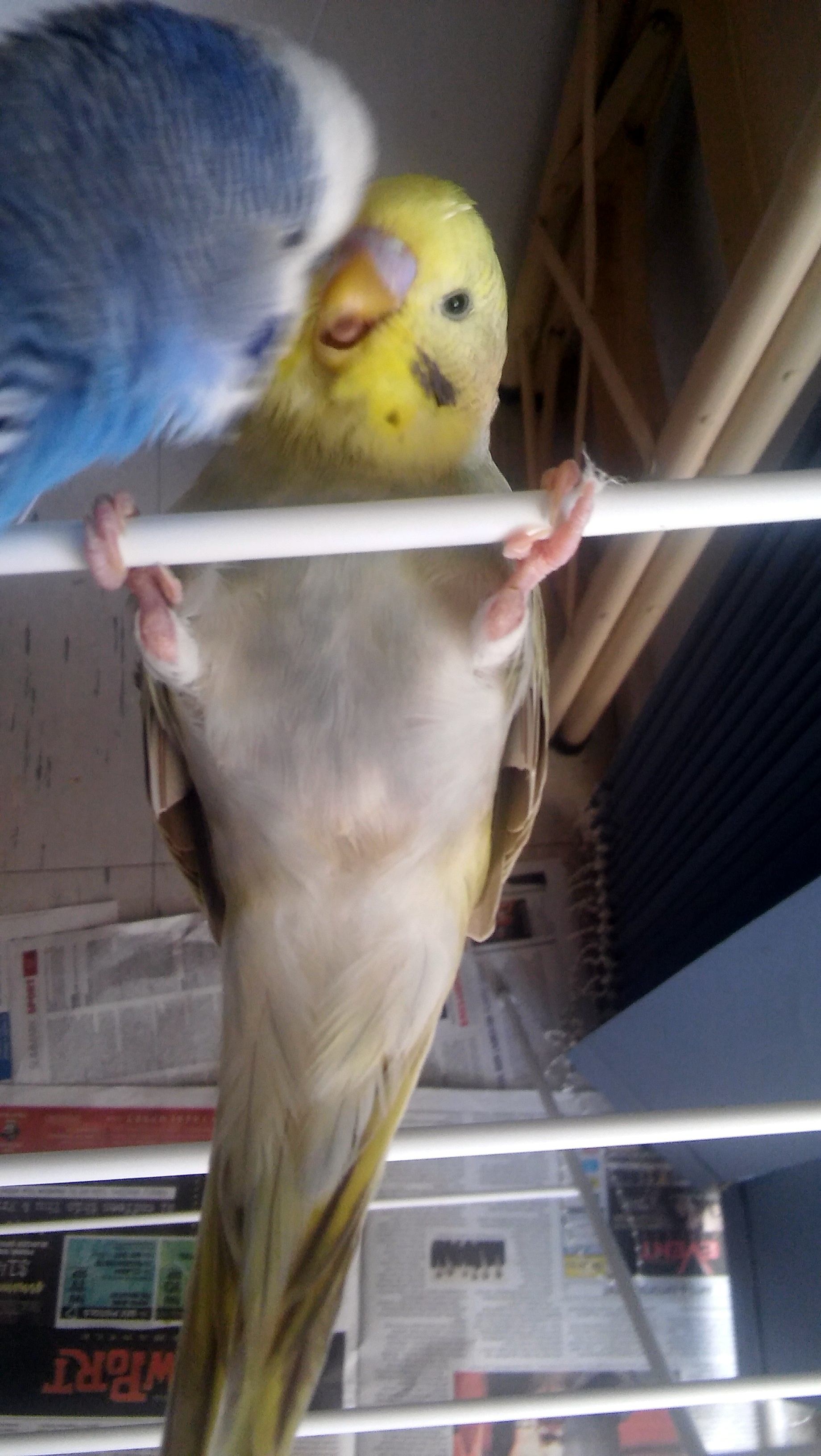 Malohkeh is showing off his fluffy butt while Tanj gives him some words of encouragement with ...