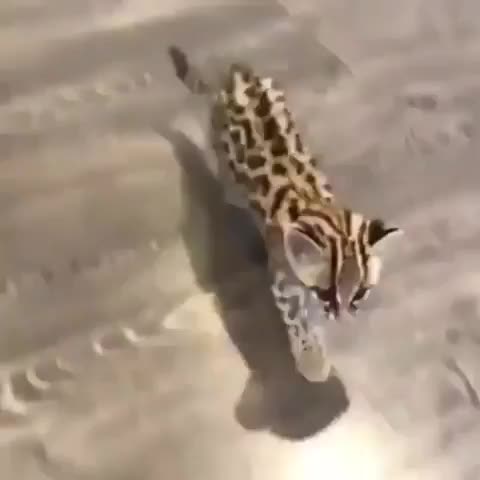 Man gets brutally attacked as leopard and ocelot team up | Scrolller