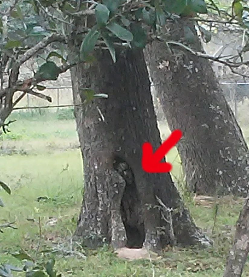 Man in tree | Scrolller